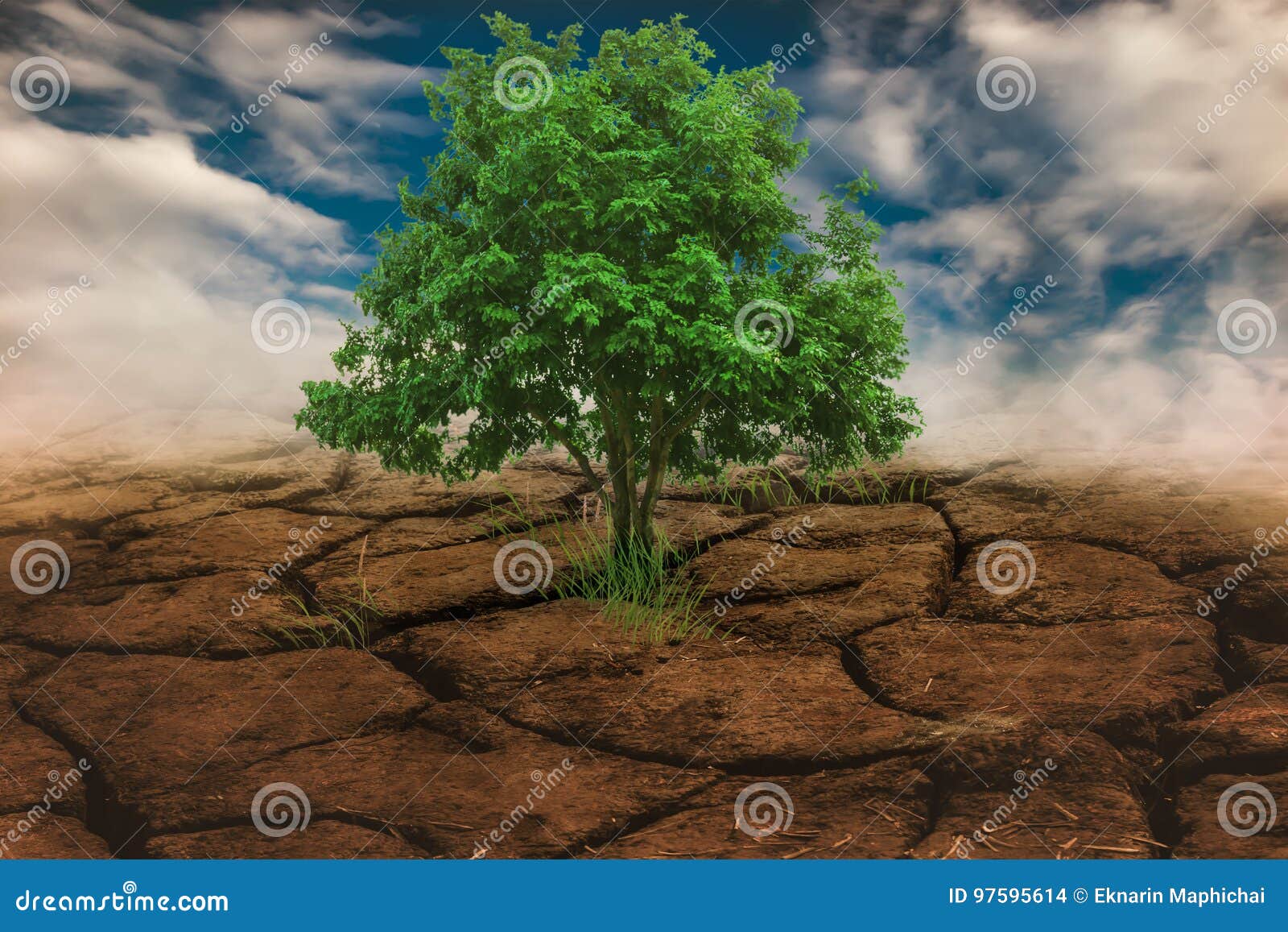 Drought. Dry Tree Cannot Dissolve Leaves Due To Lack Of Moisture After ...