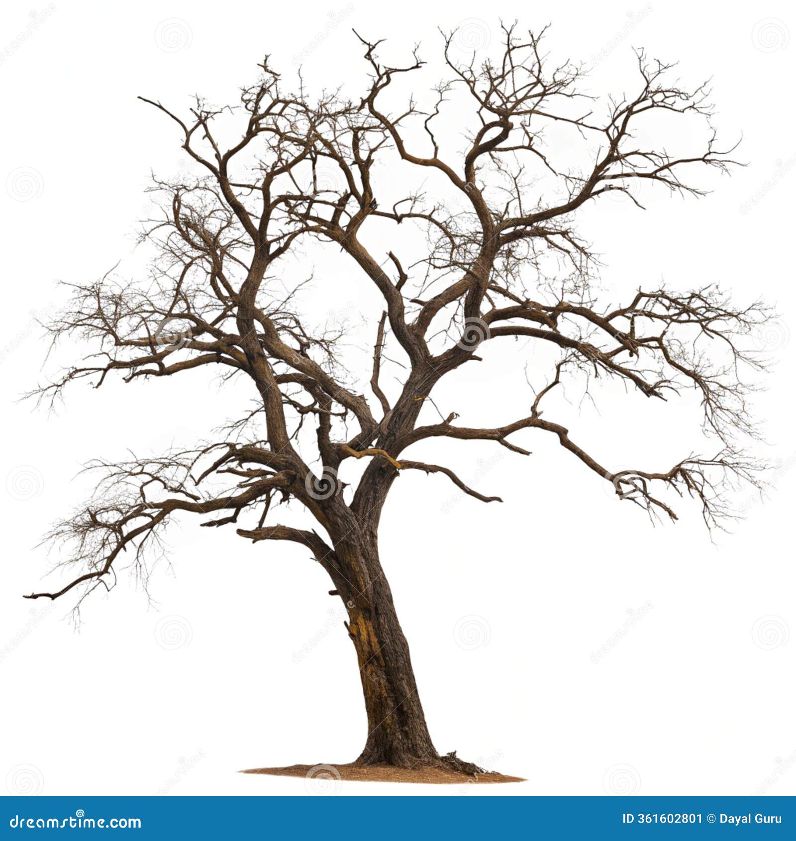 Drought Tree Silhouette Isolated On Transparent Background Royalty-Free ...