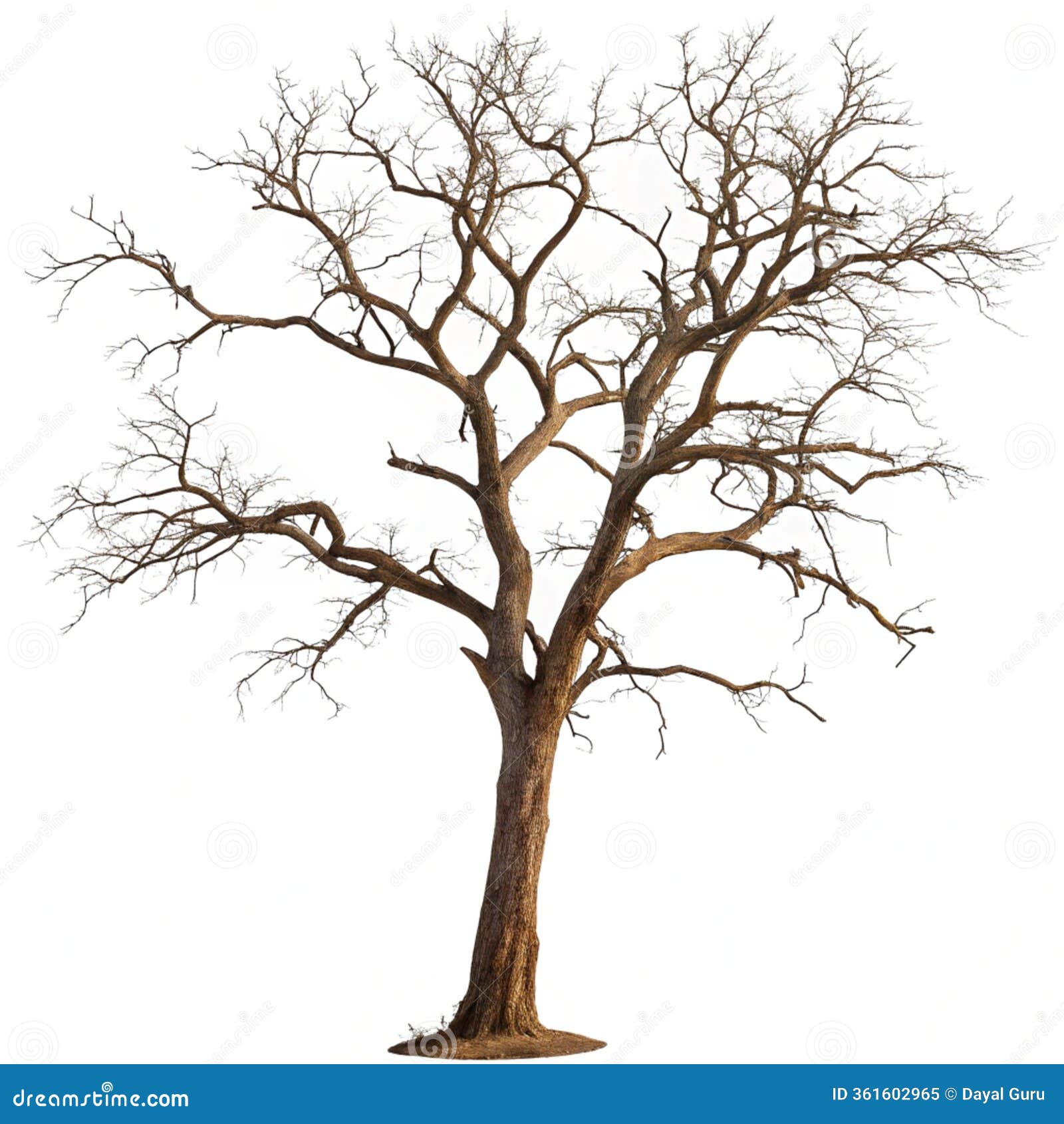 Drought Tree Silhouette Isolated On Transparent Background Royalty-Free ...