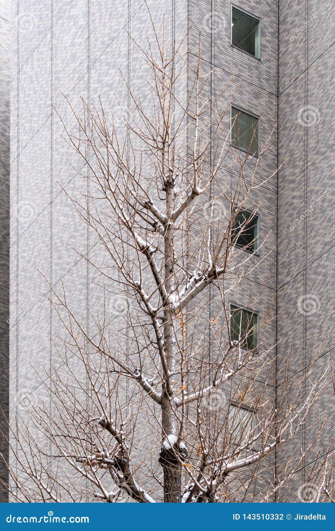 Drought. Dry Tree Cannot Dissolve Leaves Due To Lack Of Moisture After ...