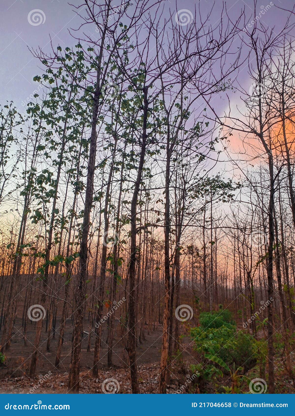 Drought trees stock photo. Image of trees, nature, plants - 217046658