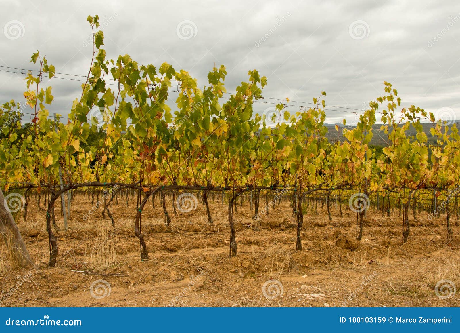 Drought vineyard stock image. Image of vine, view, grapevine - 100103159