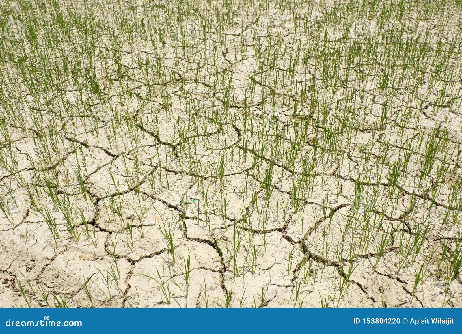 Drought Water, Rice Seeding in Cracked Soil. Stock Photo - Image of ...