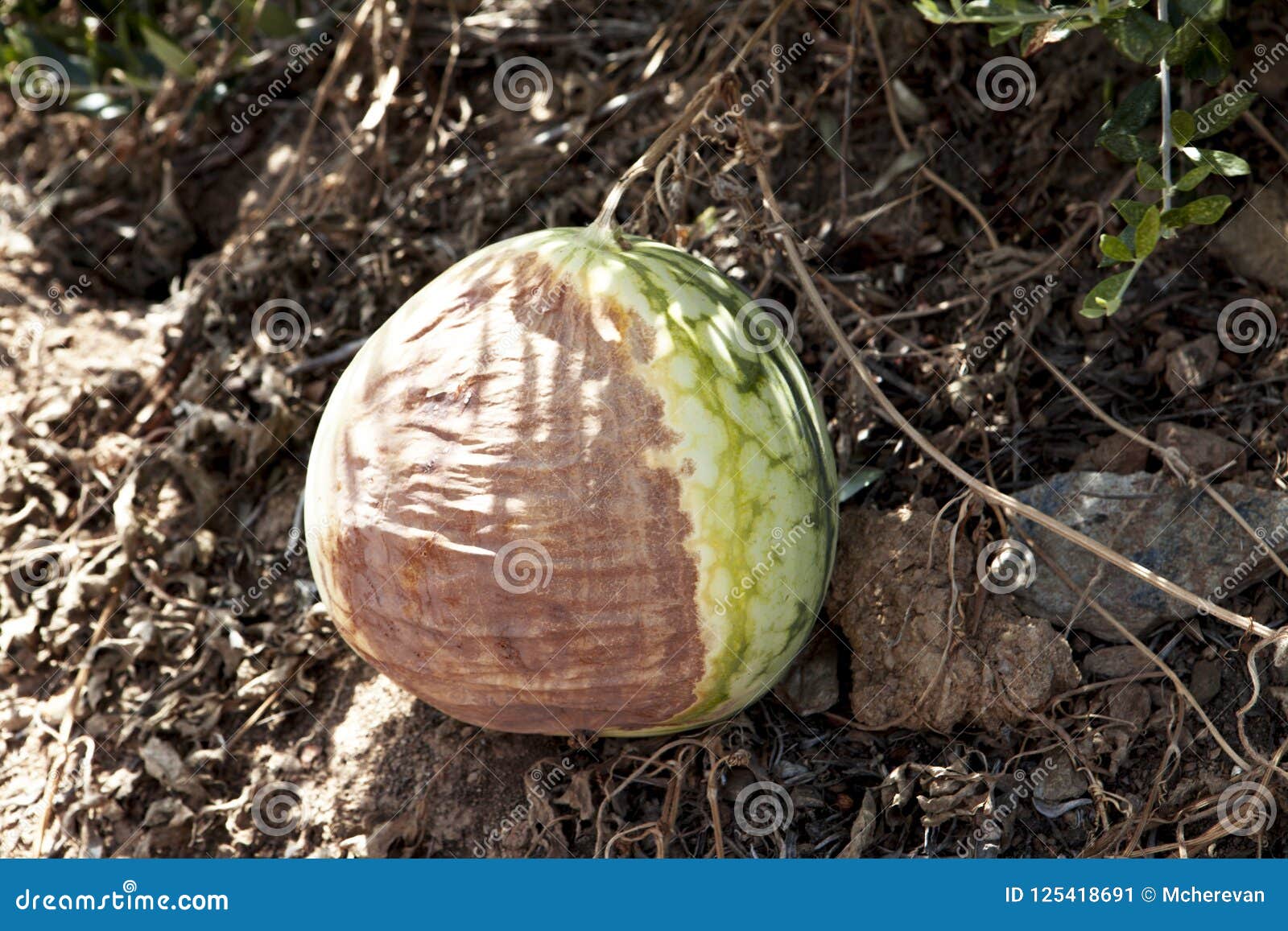 Drought in Watermelon Fields. Rotten Fruit. Stock Image - Image of ...