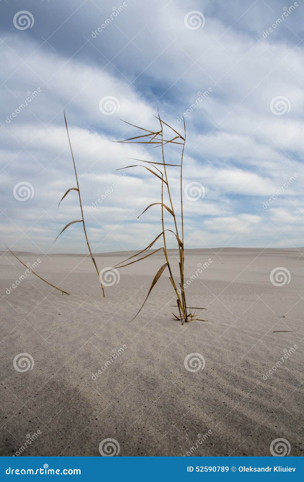 Drought stock image. Image of number, thirst, grain, desert - 52590789