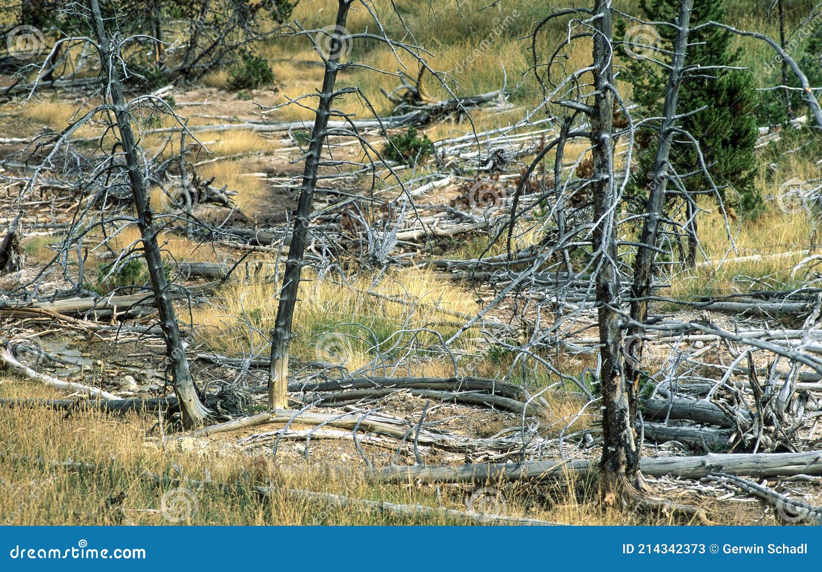 Drought, Dried Up Trees in the Forest Stock Image - Image of outdoor ...