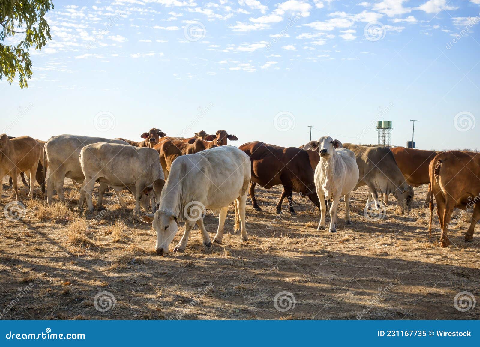 Droughtmaster Cattle at Corfield Stock Image - Image of gathering, arid ...