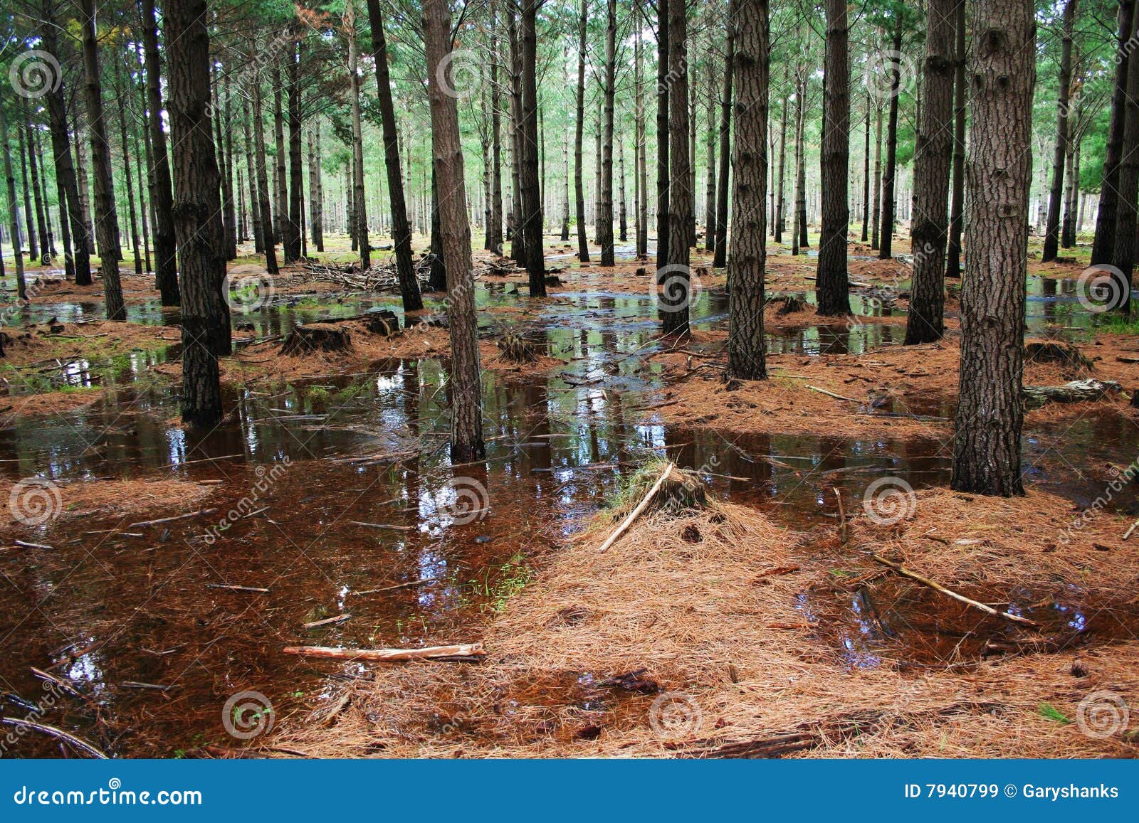 Drowned forest stock image. Image of winter, drowning - 7940799