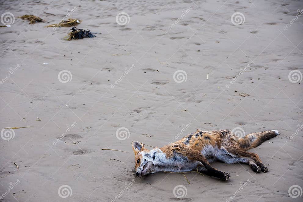 Drowned fox stock photo. Image of coastal, landscape - 86126530