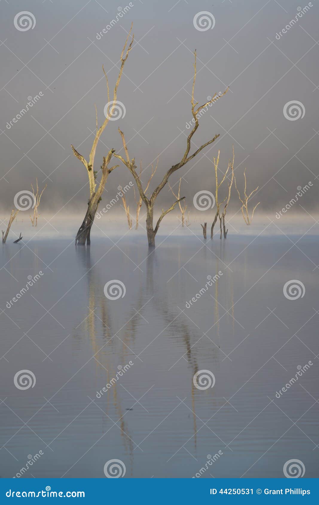 Drowned Trees stock image. Image of water, reflections - 44250531
