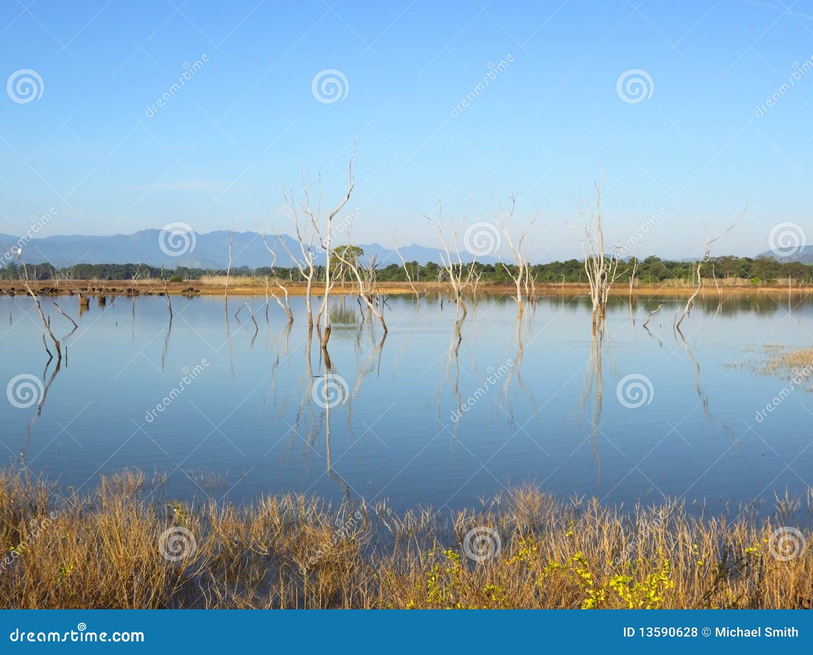 Drowned trees at udawalawe stock photo. Image of blue - 13590628