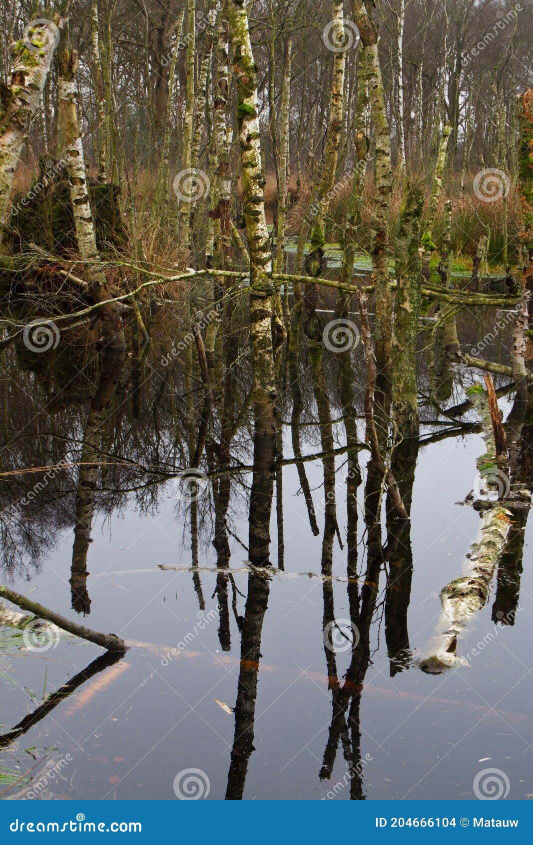 Drowning forest stock photo. Image of grass, dark, fall - 204666104