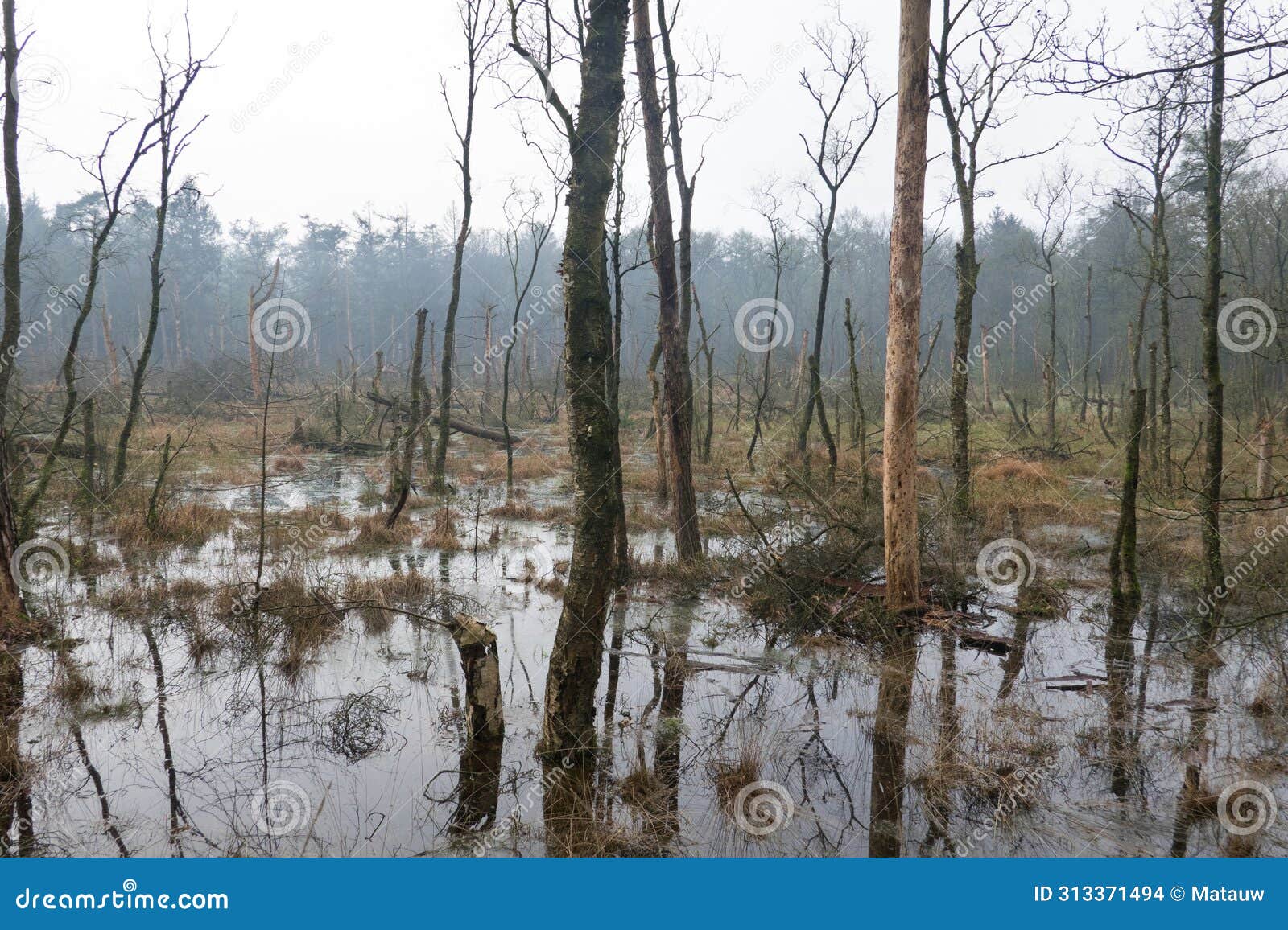 Drowning forest stock photo. Image of mysterious, wetland - 313371494