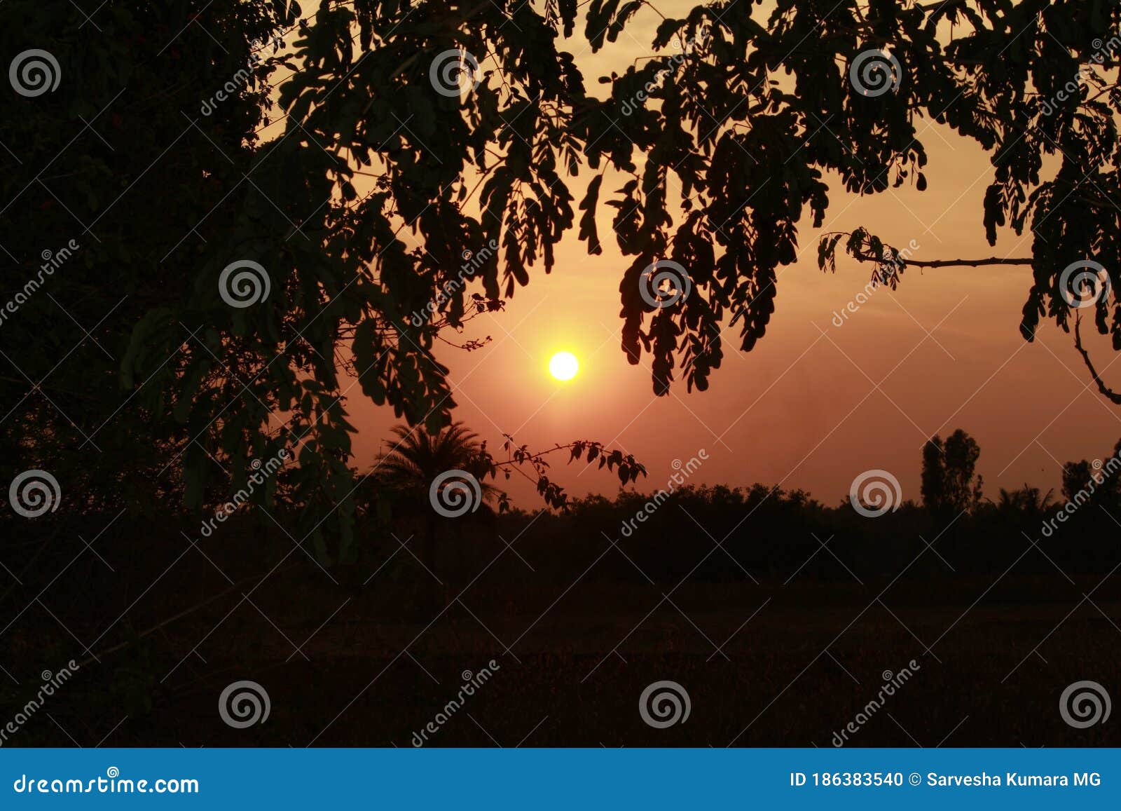 A Drowning Sun is Visible through the Country Side Forest in the Dark ...