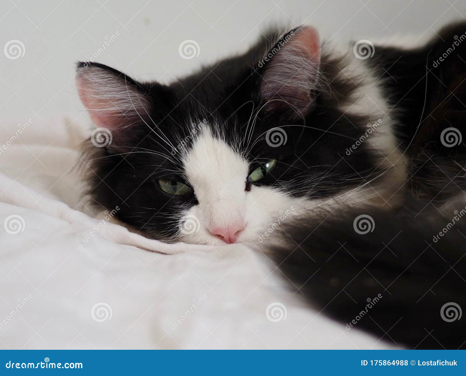 Drowsy Cat with Pink Nose stock photo. Image of sleeping - 175864988