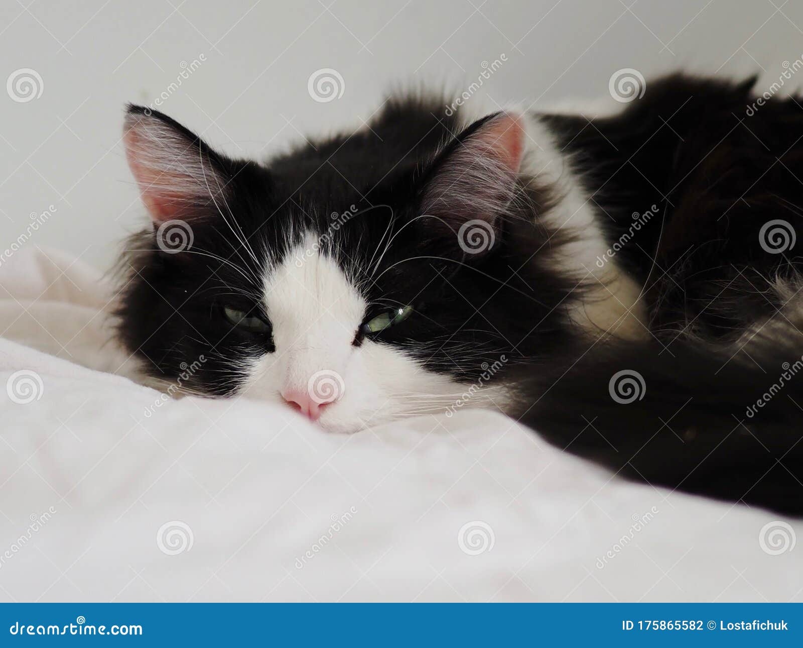 Drowsy Cat with Pink Nose stock photo. Image of pets - 175865582