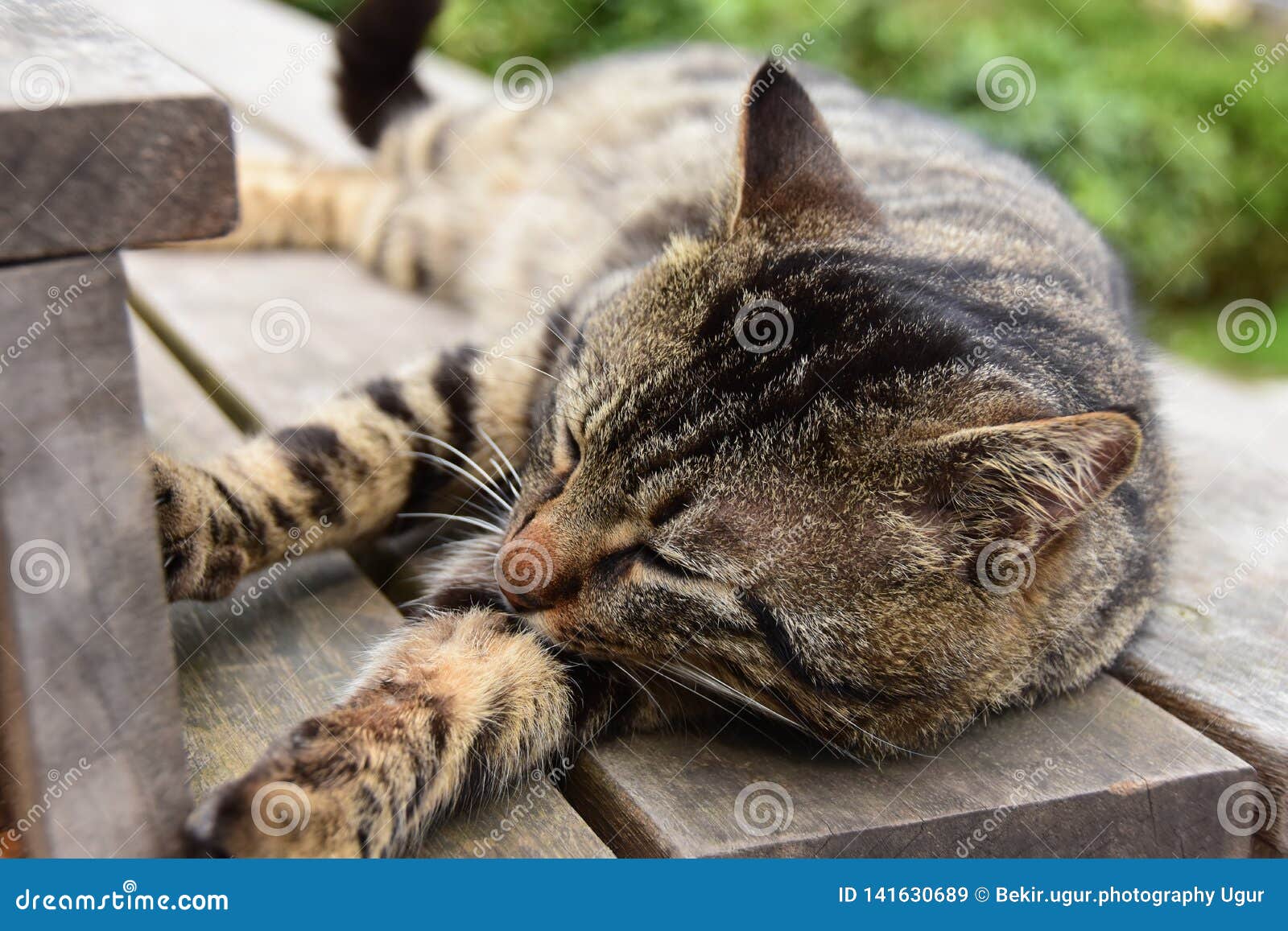 Drowsy Ccute Cat Portrait stock image. Image of afraid - 141630689