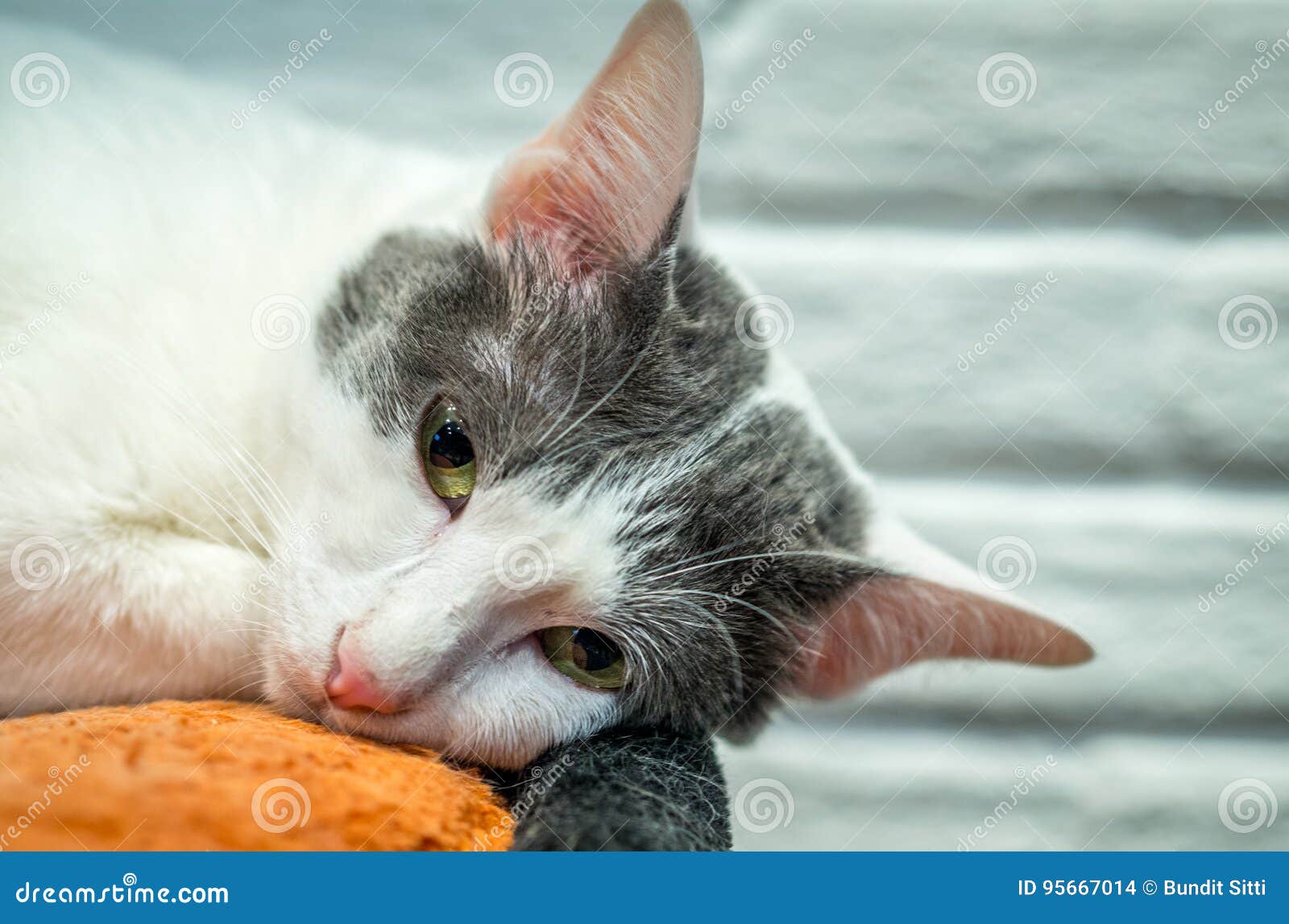 Drowsy lonely cat stock photo. Image of pets, lazy, lonely - 95667014
