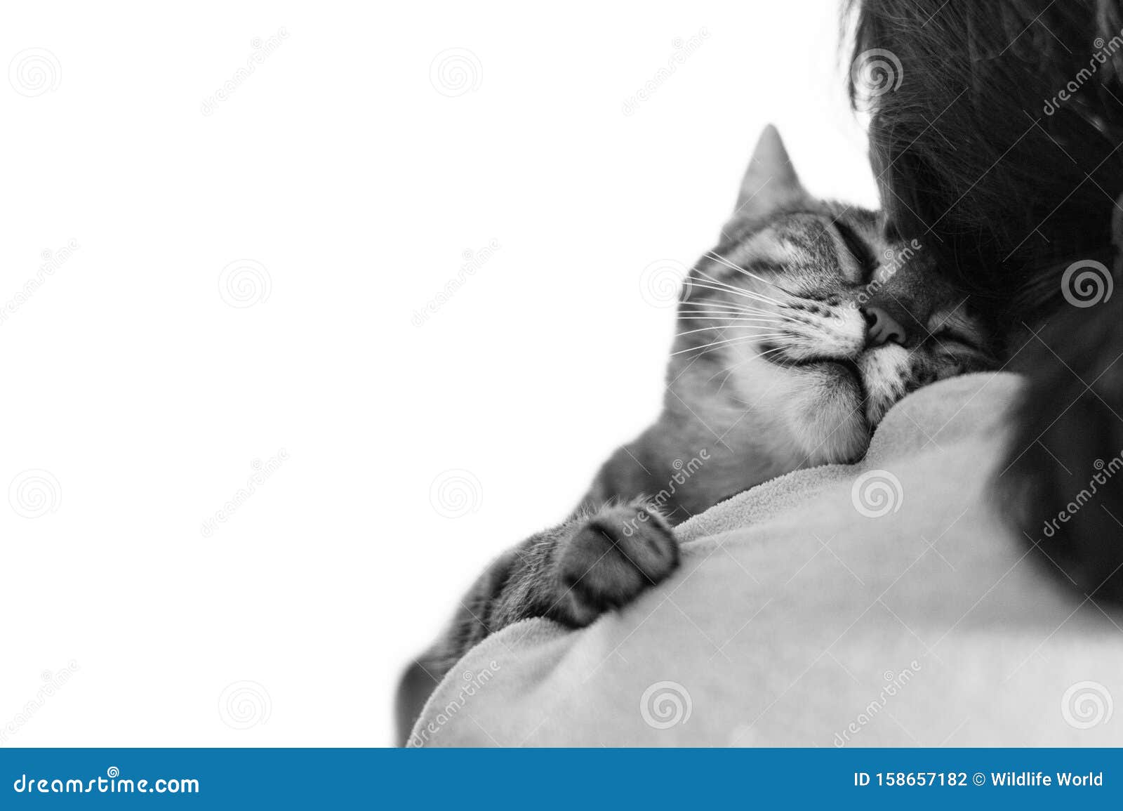 Drowsy Kitten On Wicker Chair. Stock Image | CartoonDealer.com #83506021