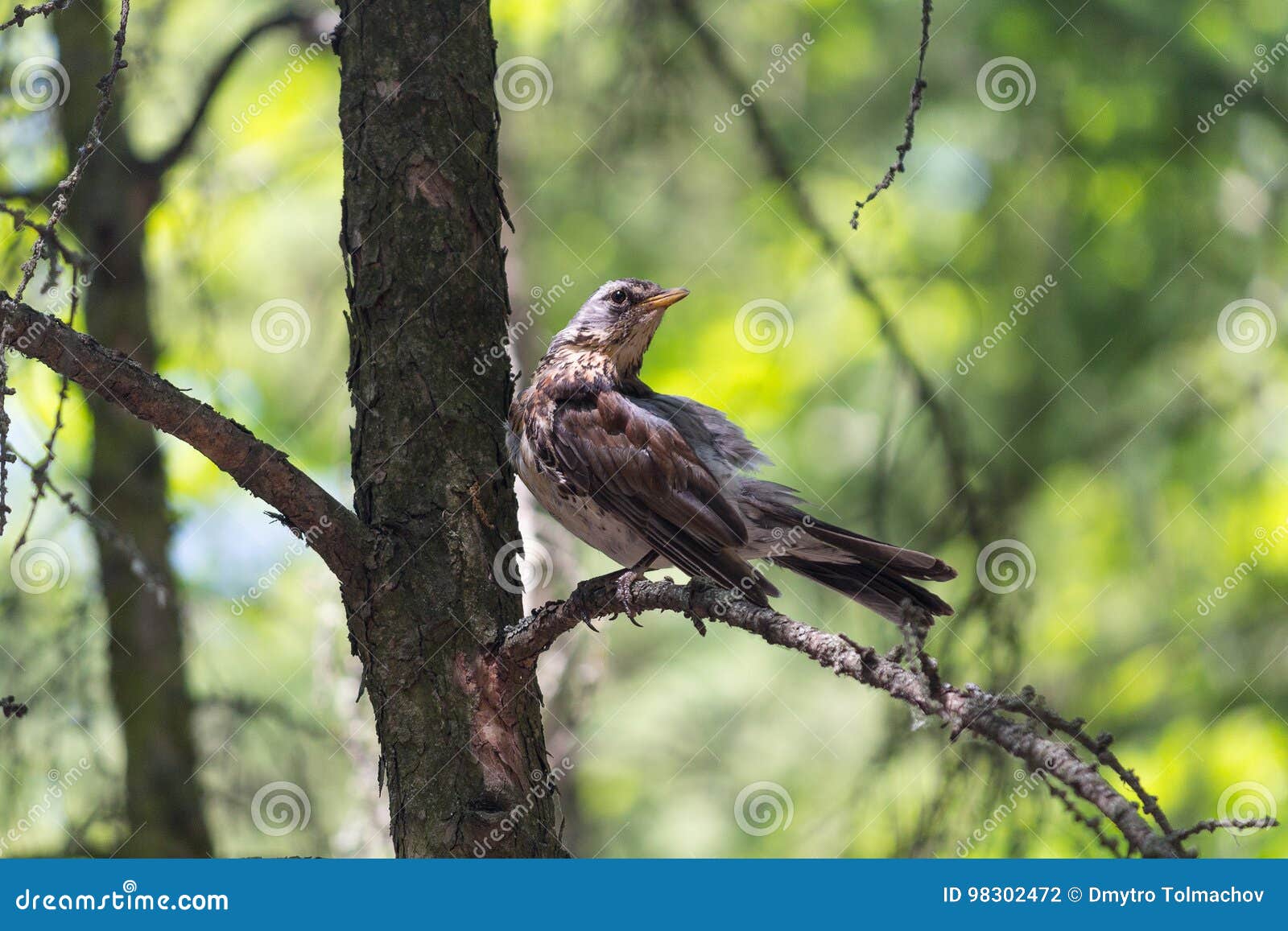 Drozd Sits on a Branch in the Forest Stock Photo - Image of nightingale ...