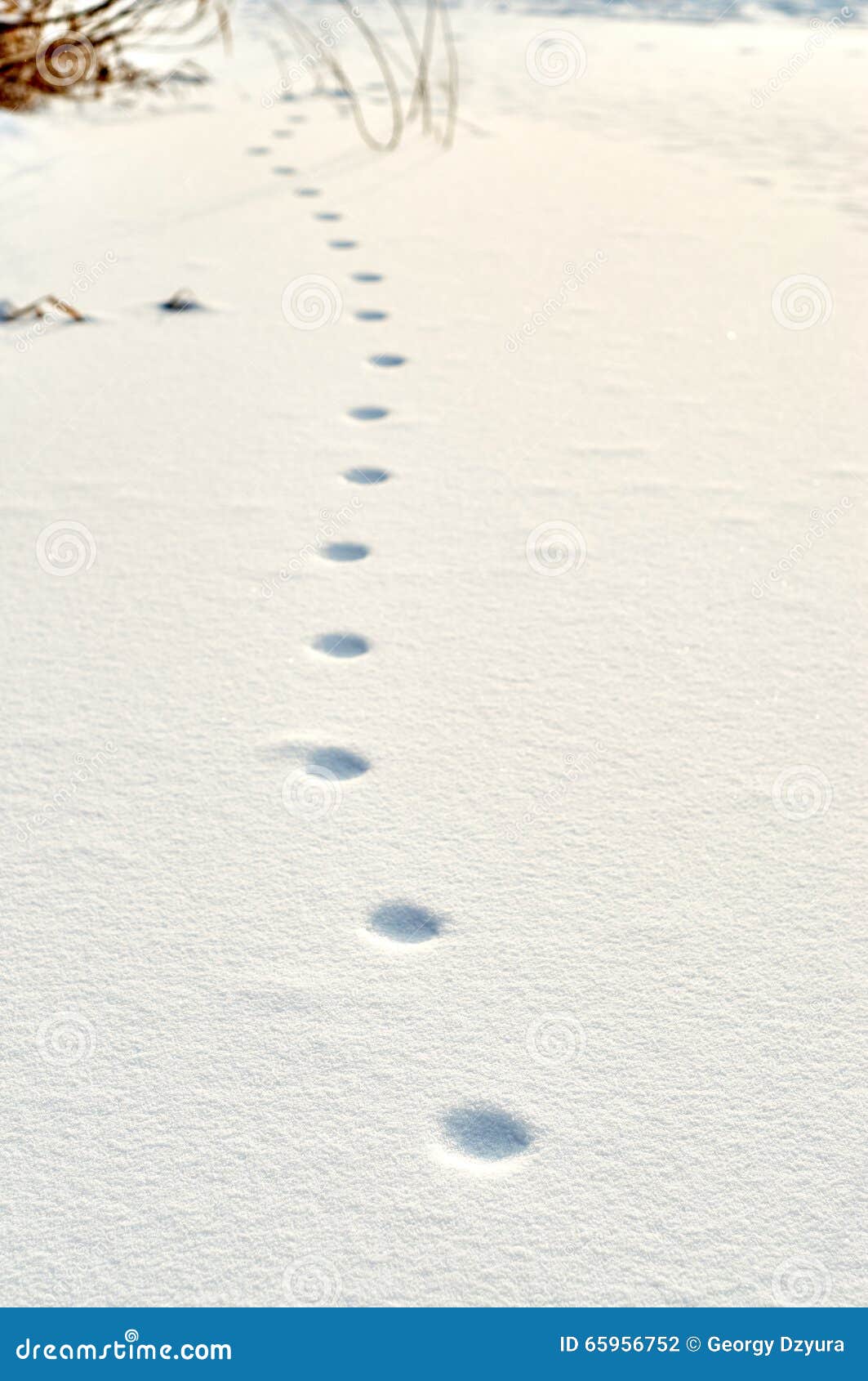 Drucke Der Tatzen Eines Tieres Im Schnee Stockfoto - Bild von muster ...