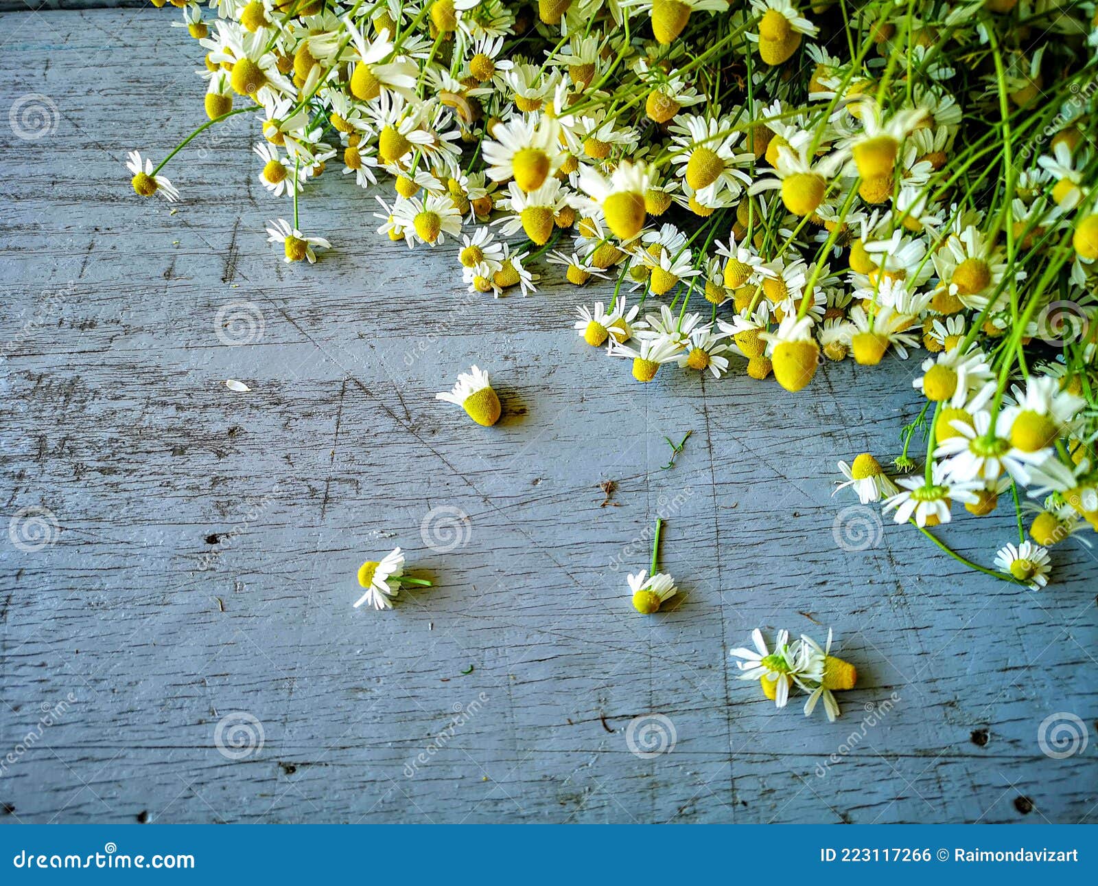 Drug Chamomile on the Blue Table Stock Photo - Image of medical ...
