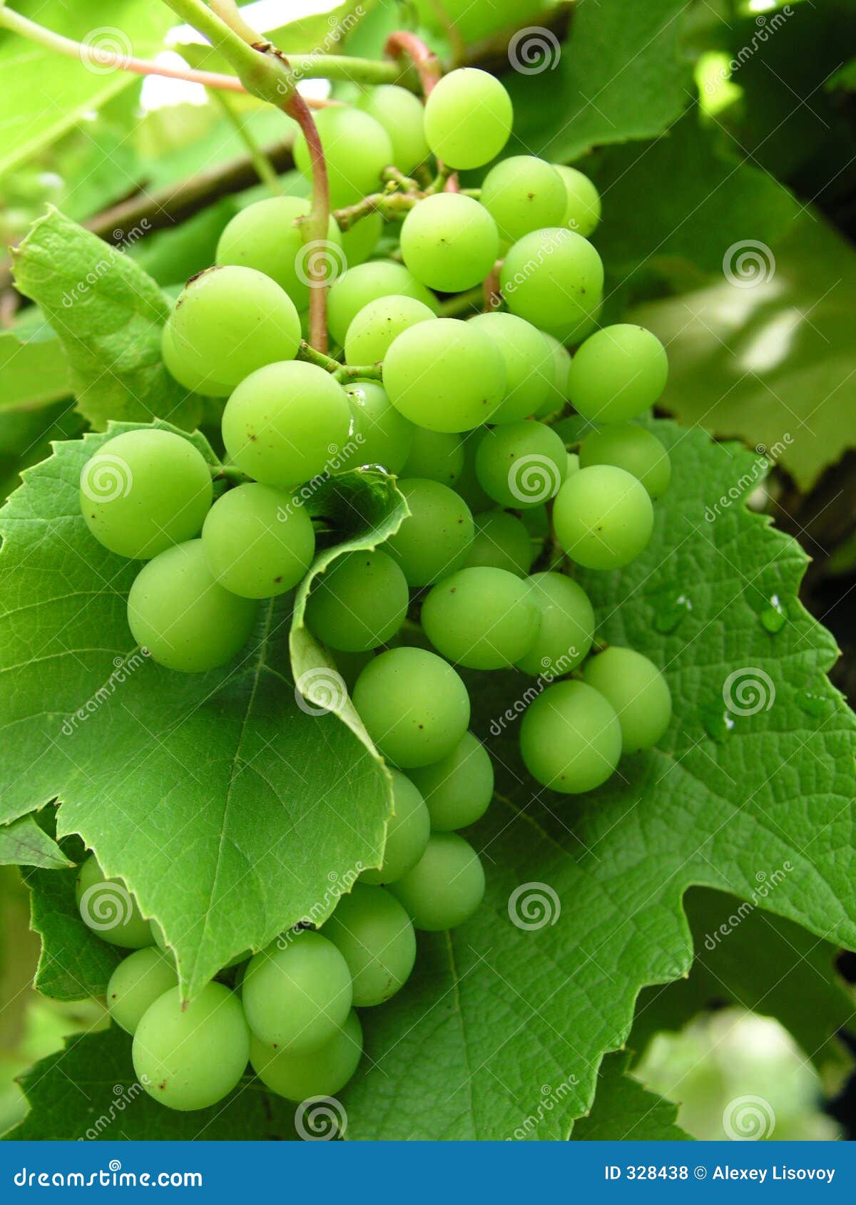 Druif 1 stock foto. Image of onrijp, wijn, sluit, dieet - 328438