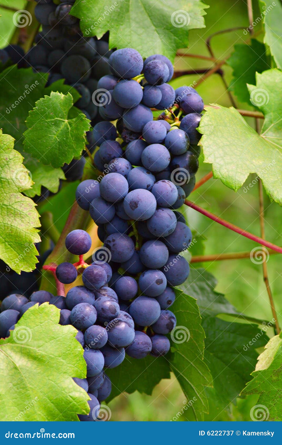 Druif - 1 stock afbeelding. Image of sappig, druif, gewas - 6222737