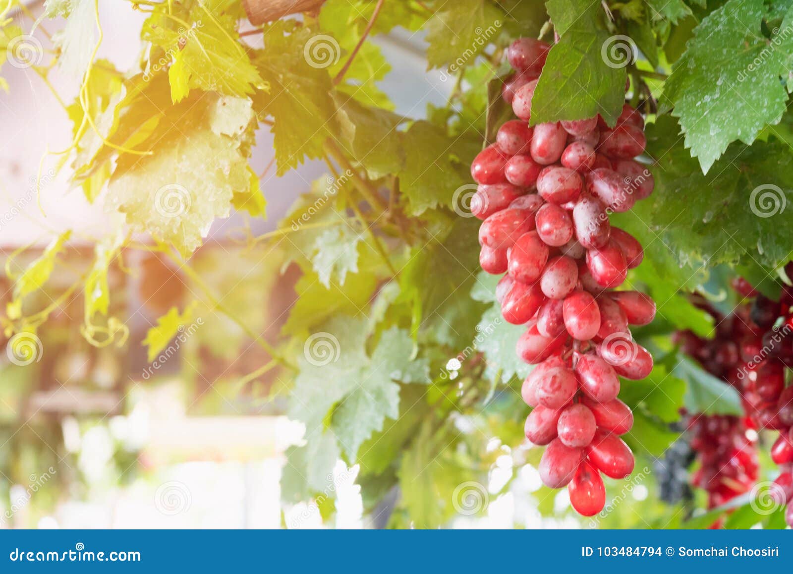 Druif stock foto. Image of eten, hoofd, gezond, organisch - 103484794