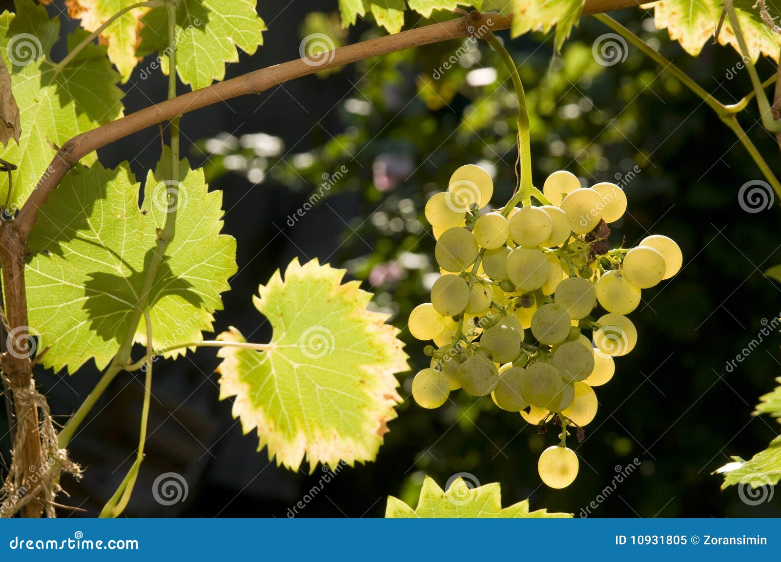 Druif stock afbeelding. Image of voedsel, organisch, rijp - 10931805