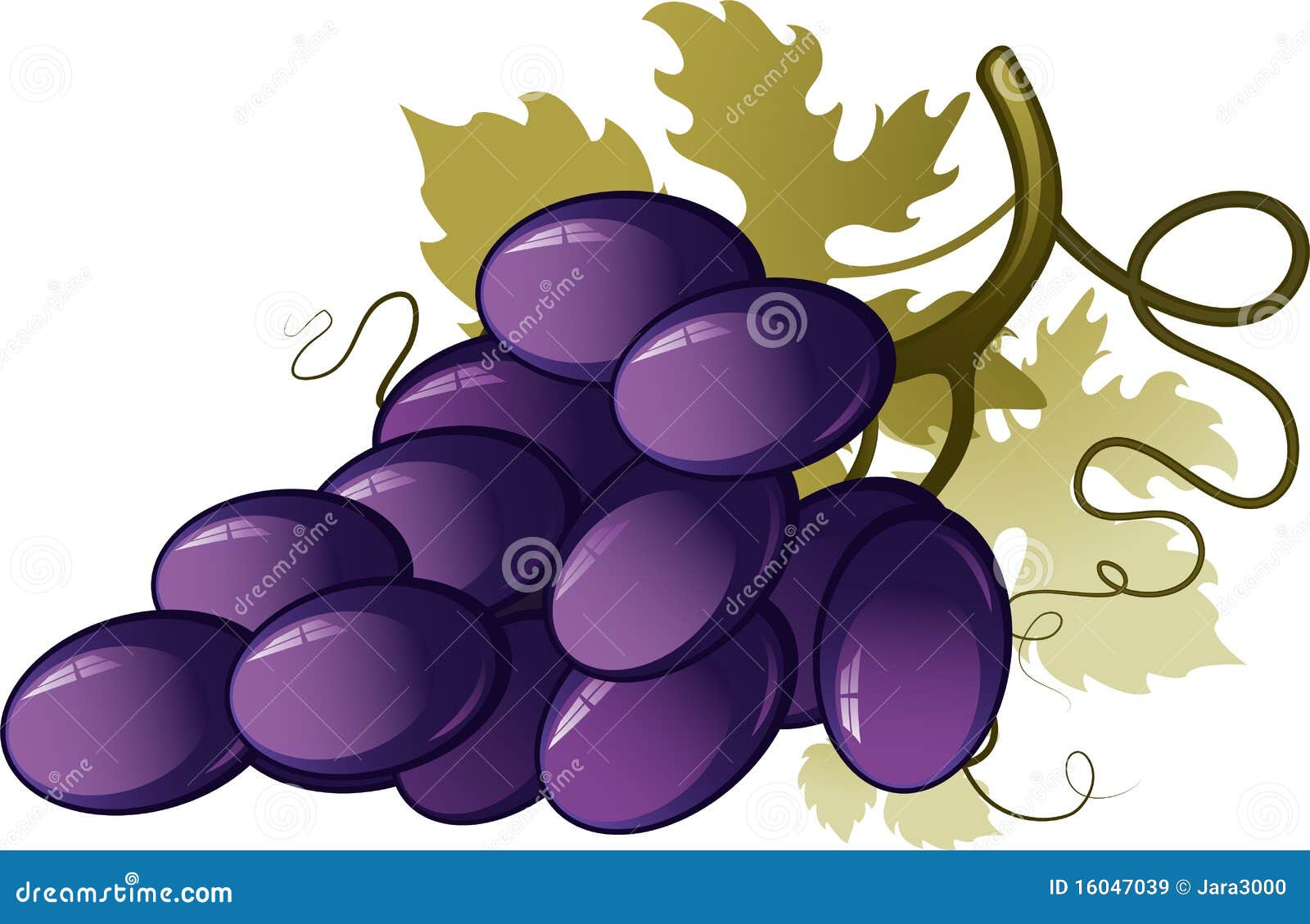 Druif vector illustratie. Illustration of niemand, illustratie - 16047039