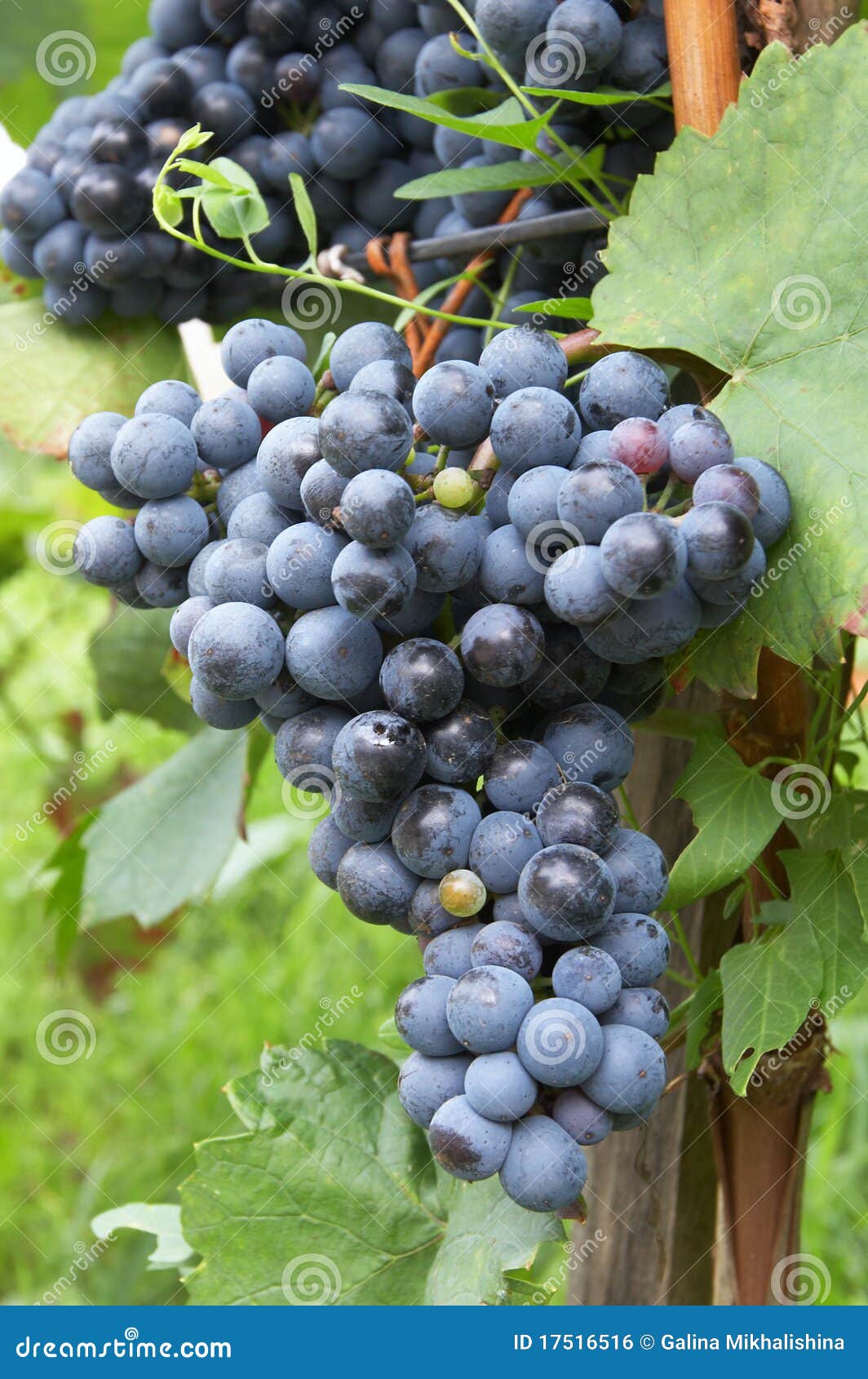 Druif stock foto. Image of hangen, installatie, rood - 17516516