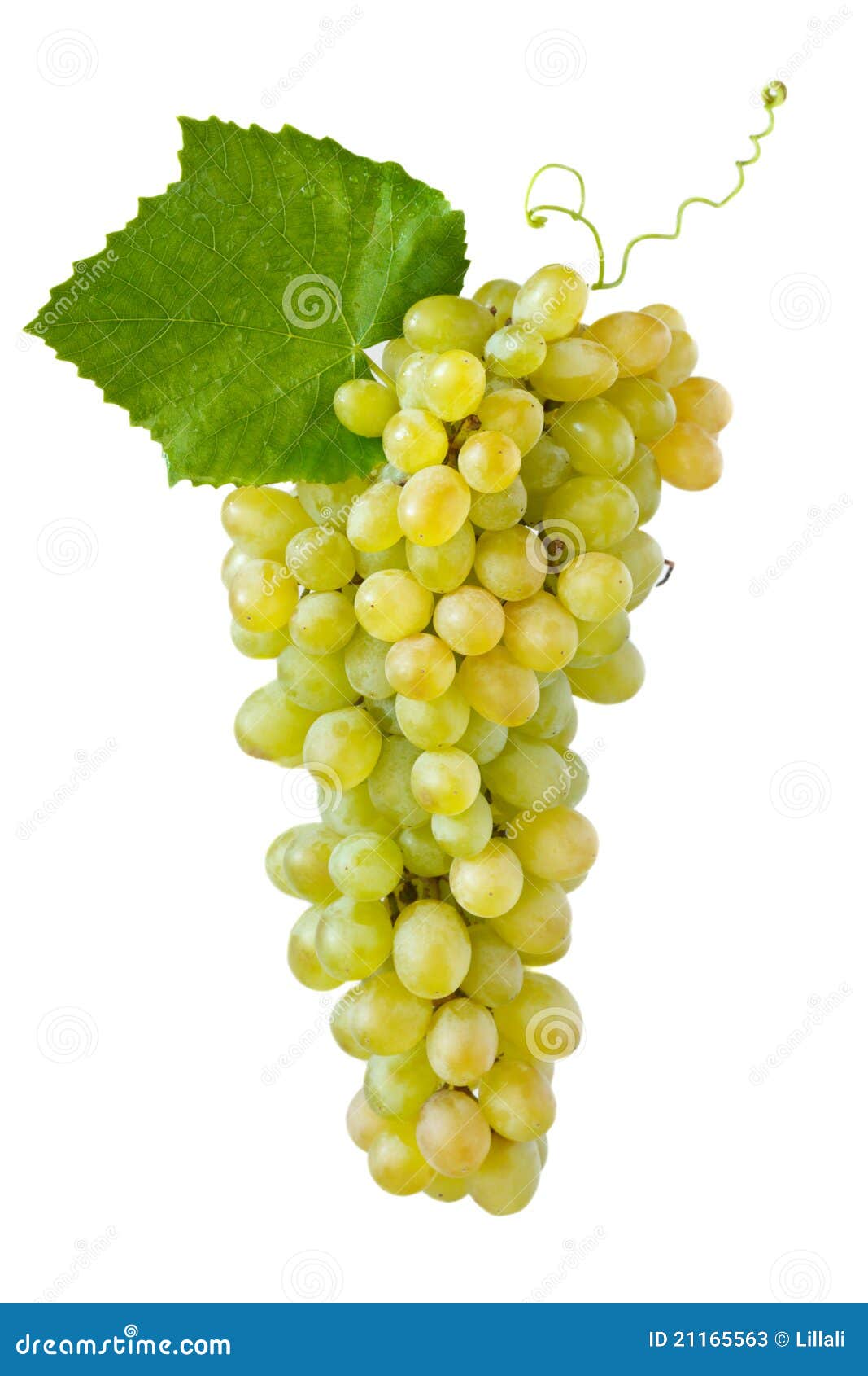 Druif. stock afbeelding. Image of wijnstok, sappig, vegetariër - 21165563