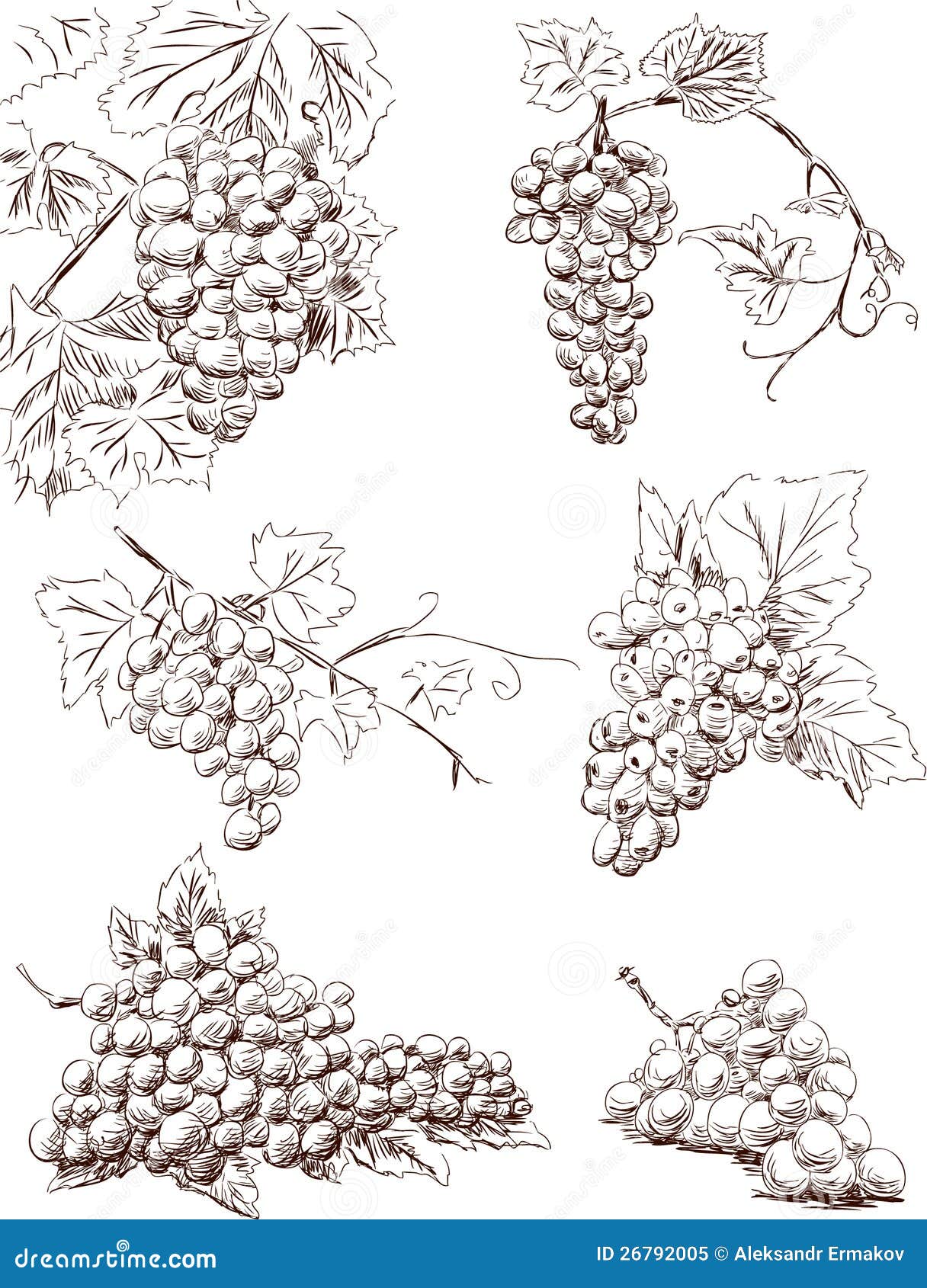 Druif vector illustratie. Illustration of landbouw, druif - 26792005