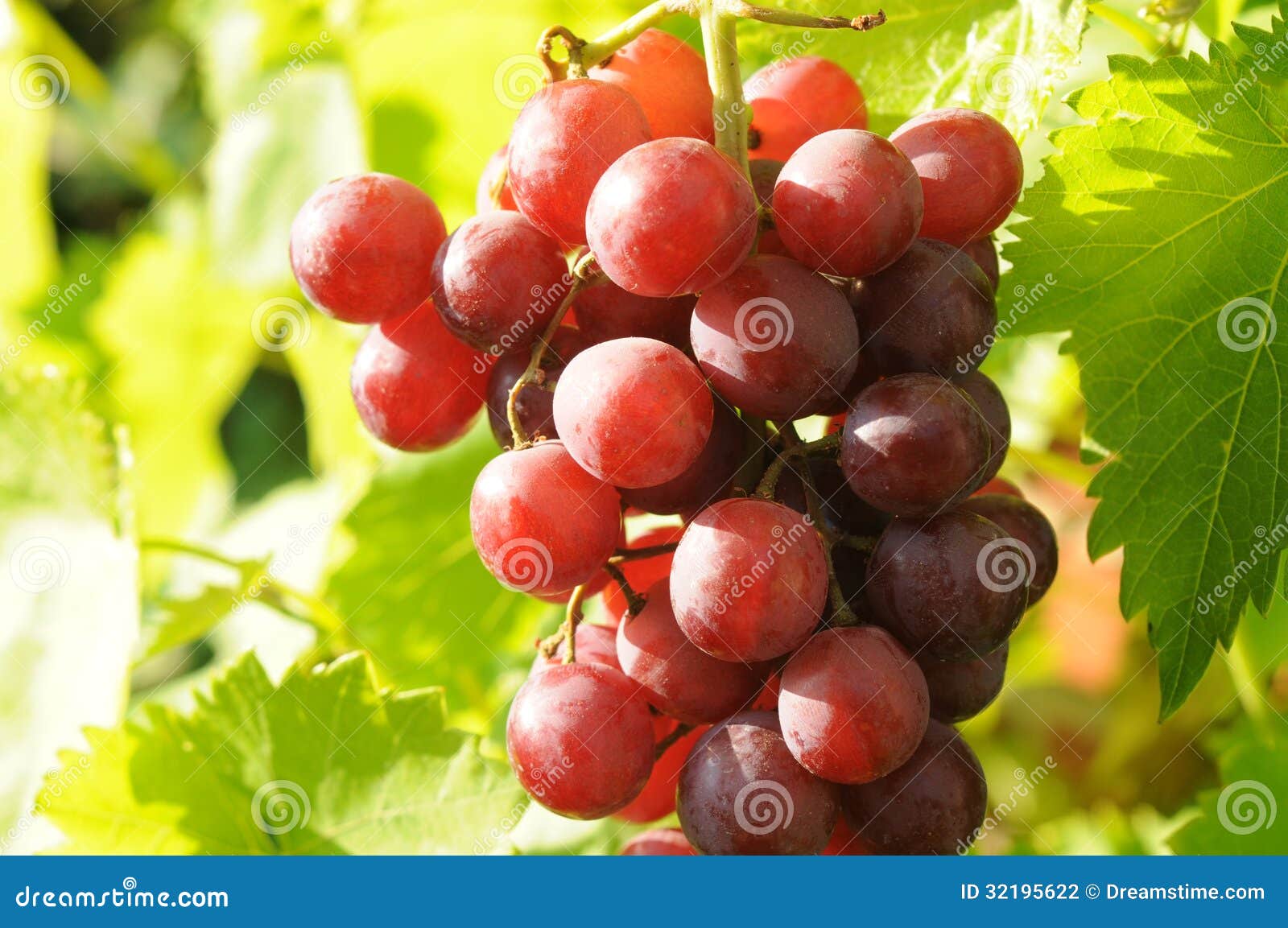 Druif stock foto. Afbeelding bestaande uit wijnstok, zonnig - 32195622