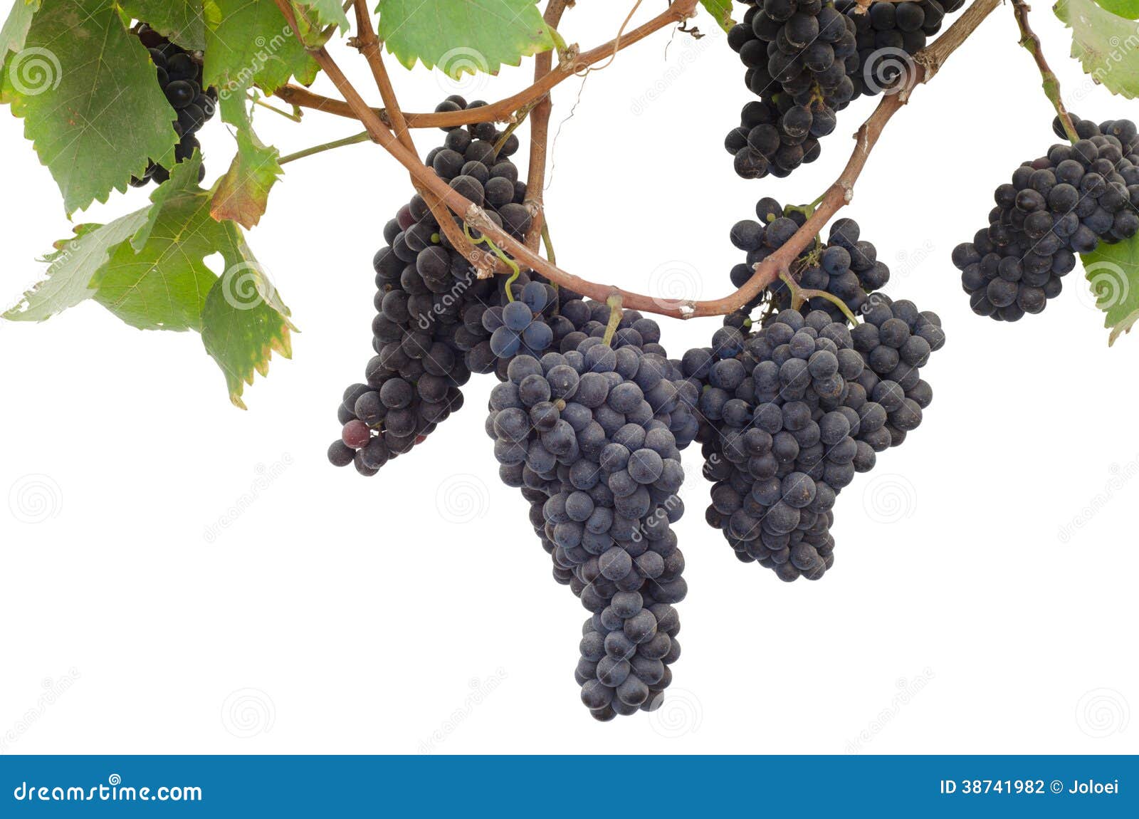 Druif stock foto. Image of vrucht, decoratie, wijnstok - 38741982