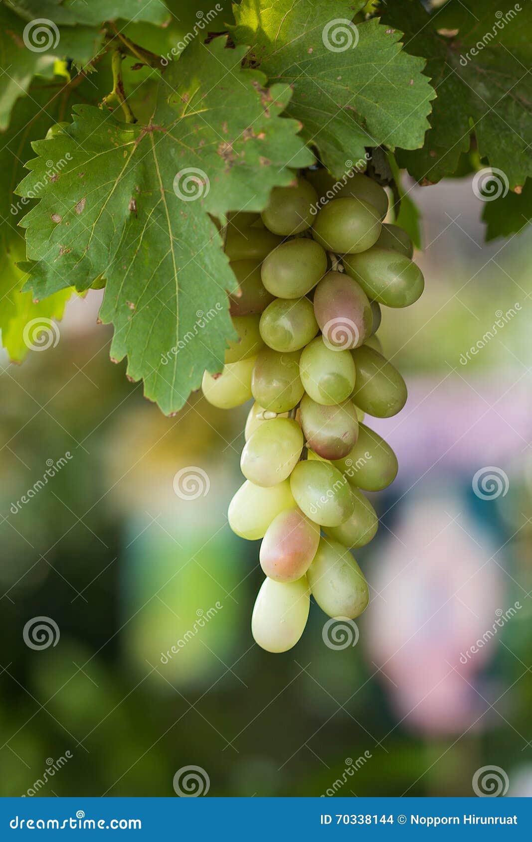 Druif stock foto. Image of groei, bladeren, landschap - 70338144