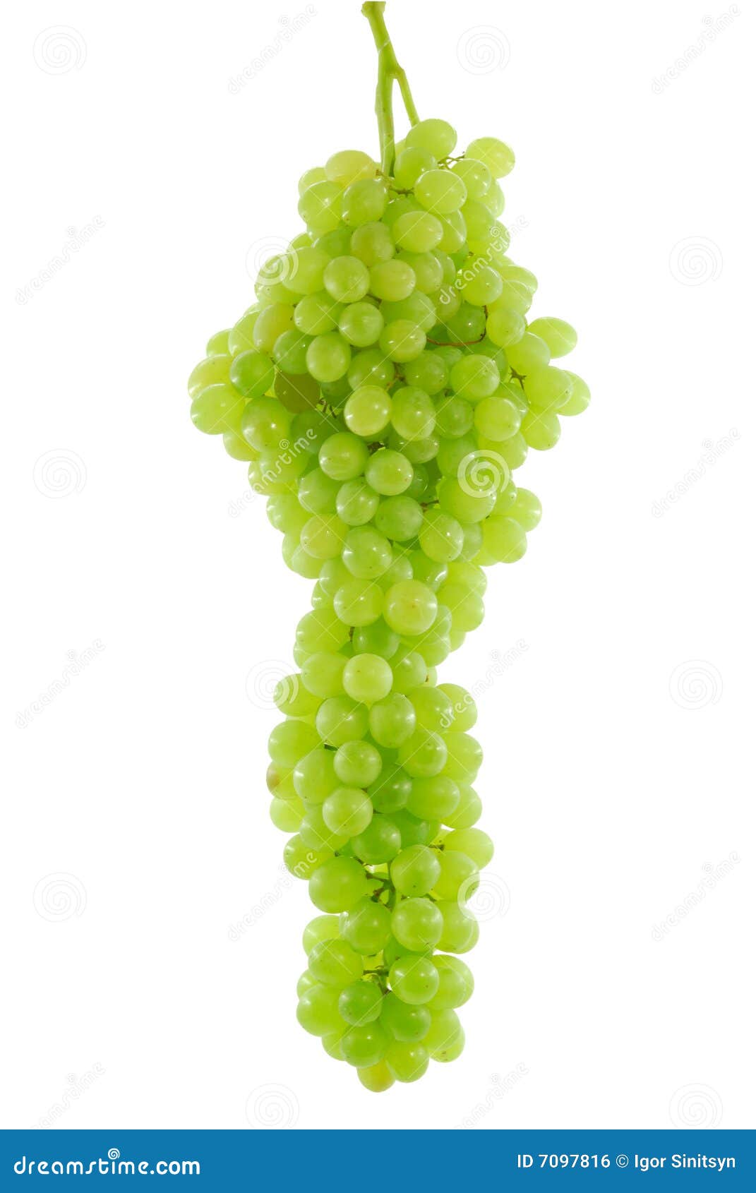 Druif stock foto. Image of seizoen, druif, gewas, sluit - 7097816