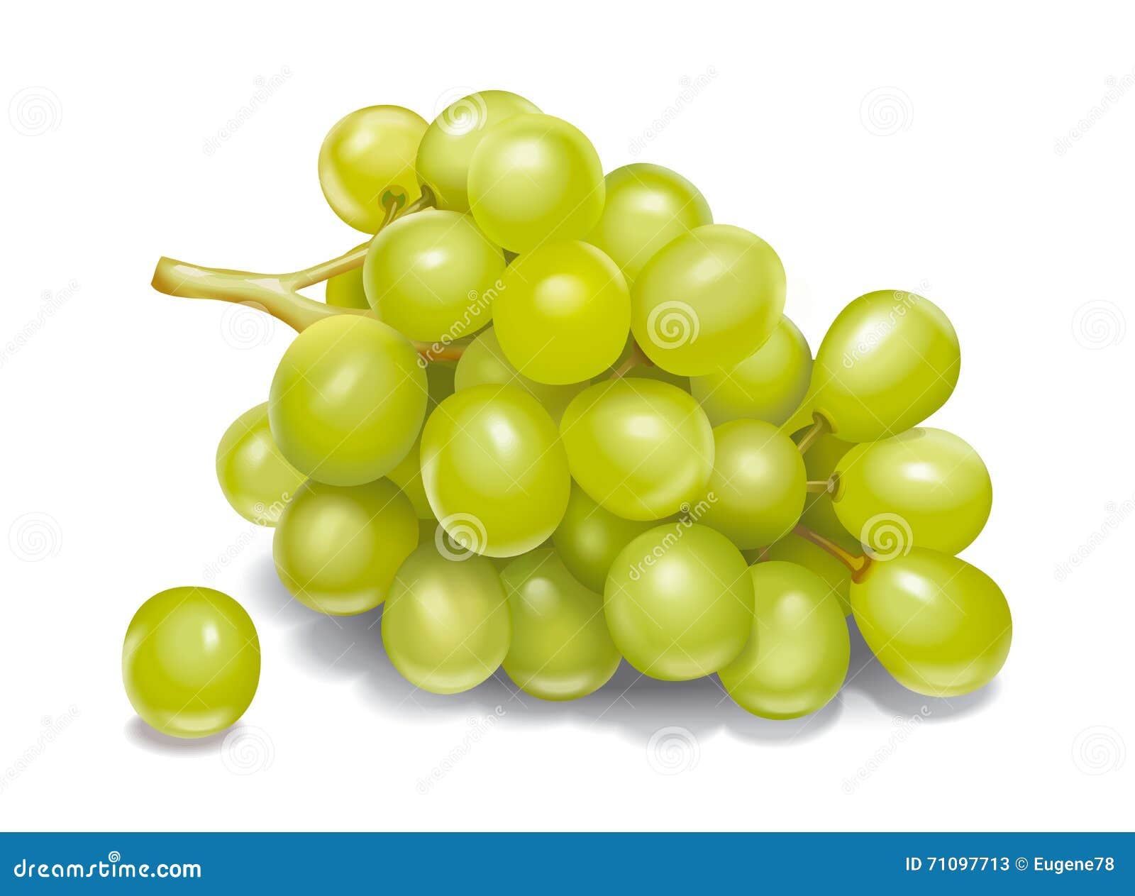 Druif vector illustratie. Illustration of organisch, druif - 71097713