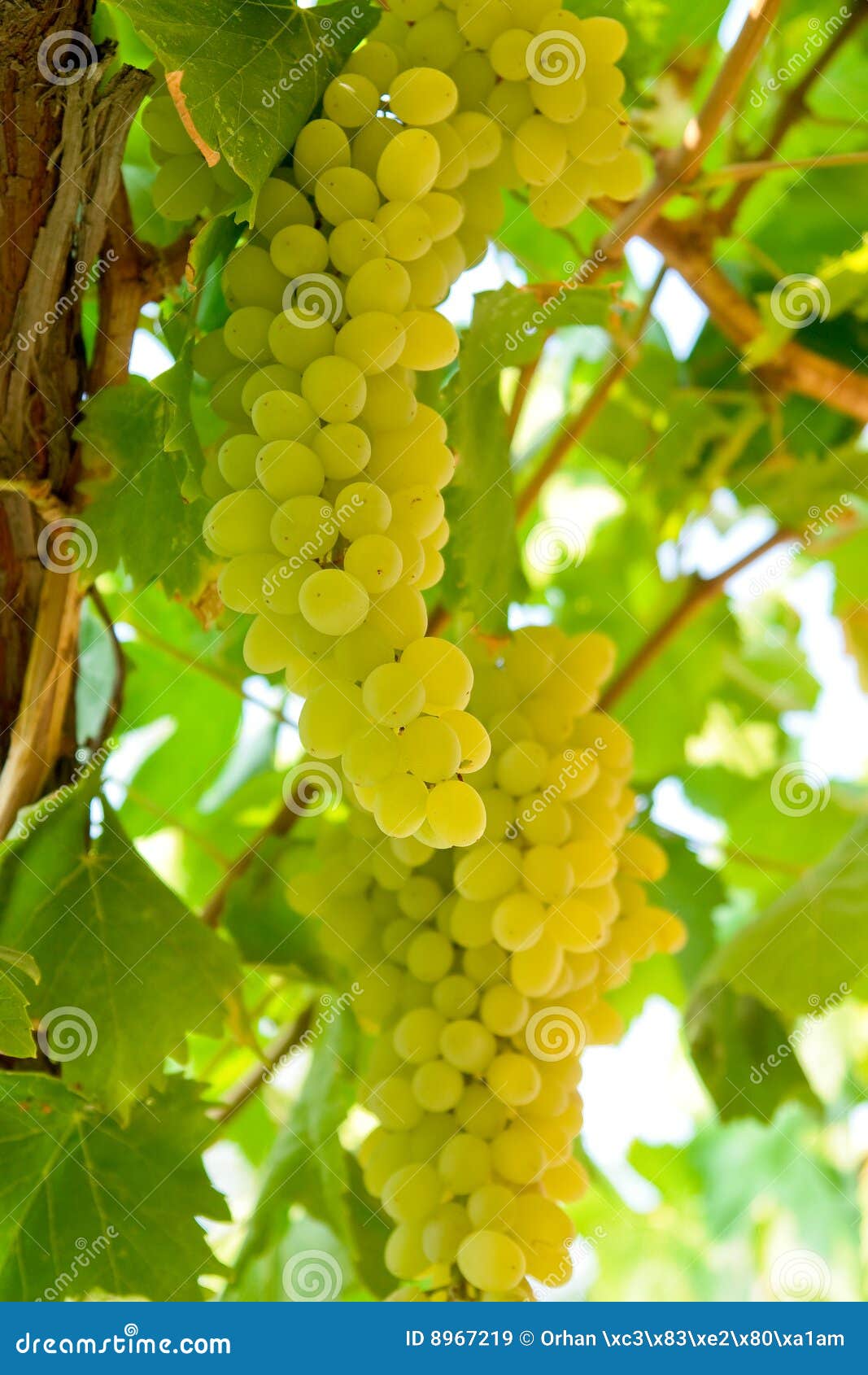 Druif stock afbeelding. Image of vrucht, sauterne, rijvaardigheid - 8967219