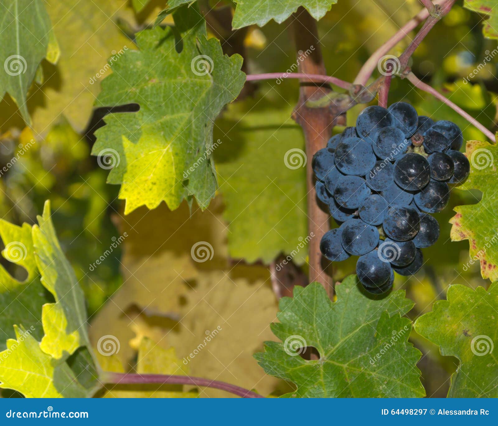 Druif op de Wijnstok stock afbeelding. Image of druif - 64498297