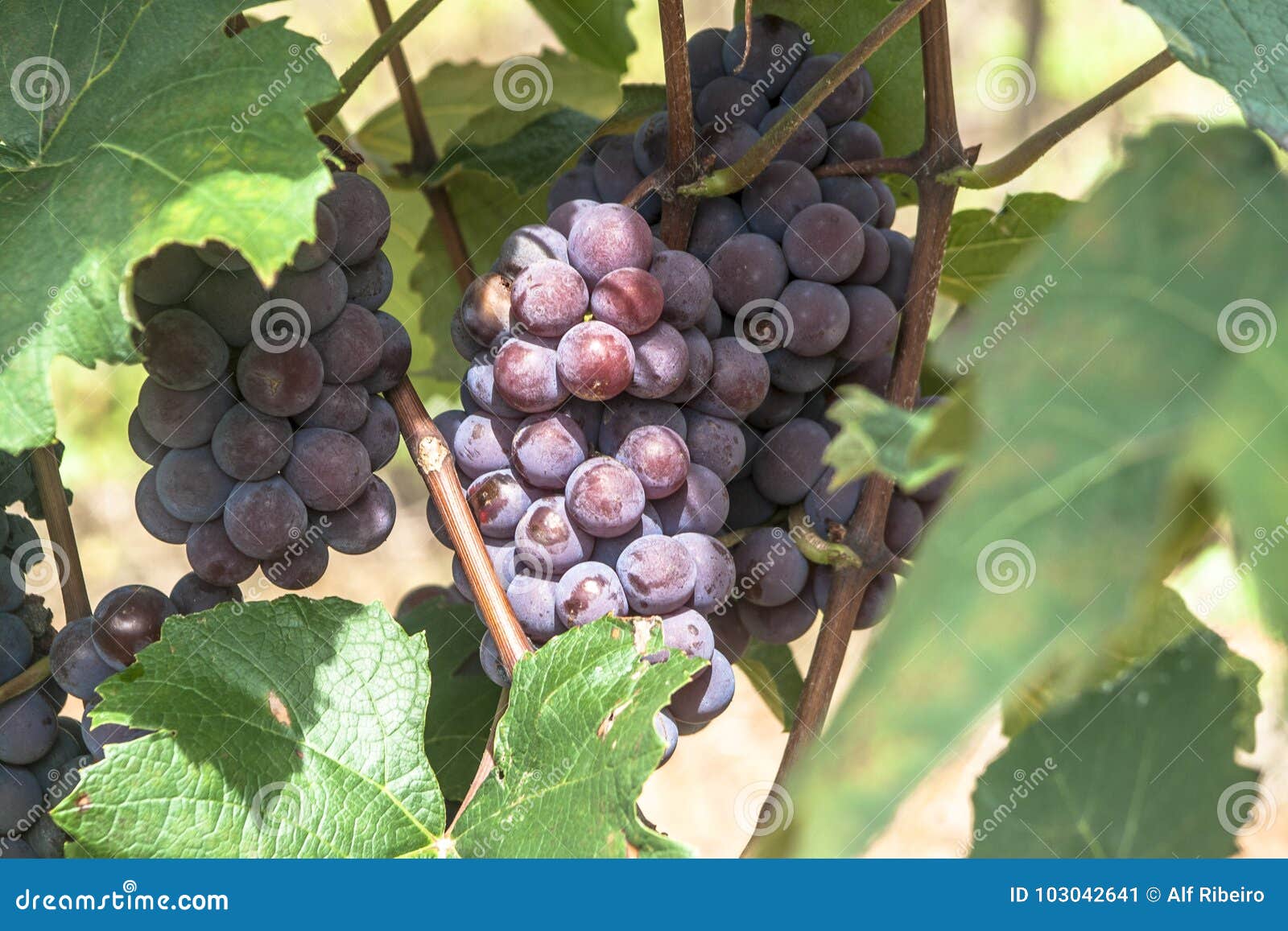 Druiven stock afbeelding. Image of purper, blad, brazilië - 103042641