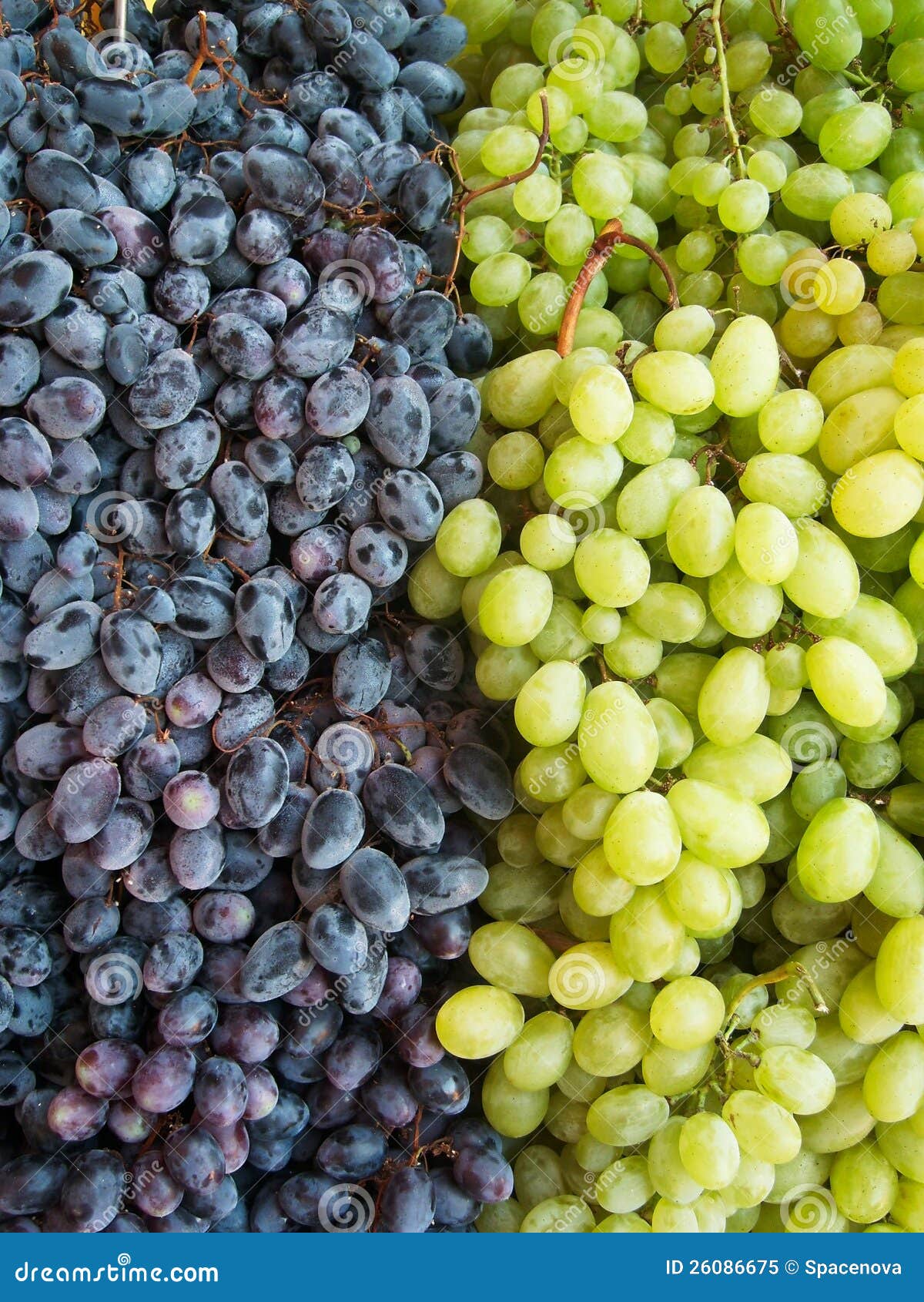 Druiven stock afbeelding. Image of druiven, markt, groen - 26086675