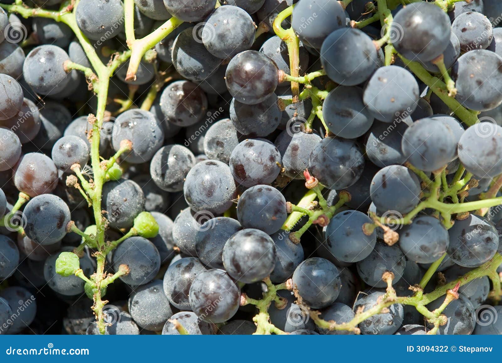 Druiven stock foto. Image of gezond, sluit, muscateldruif - 3094322