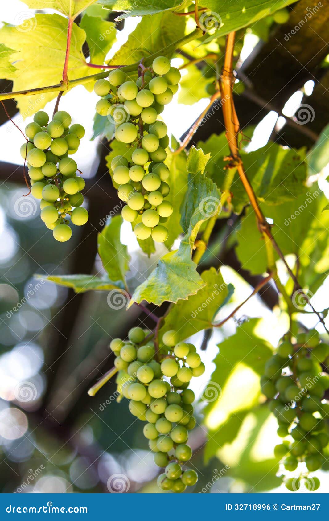 Druiven stock foto. Image of voedsel, vers, vrucht, nave - 32718996