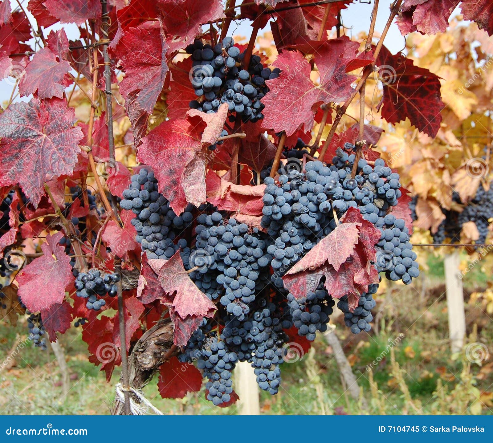 Druiven stock afbeelding. Image of rood, installatie, daling - 7104745