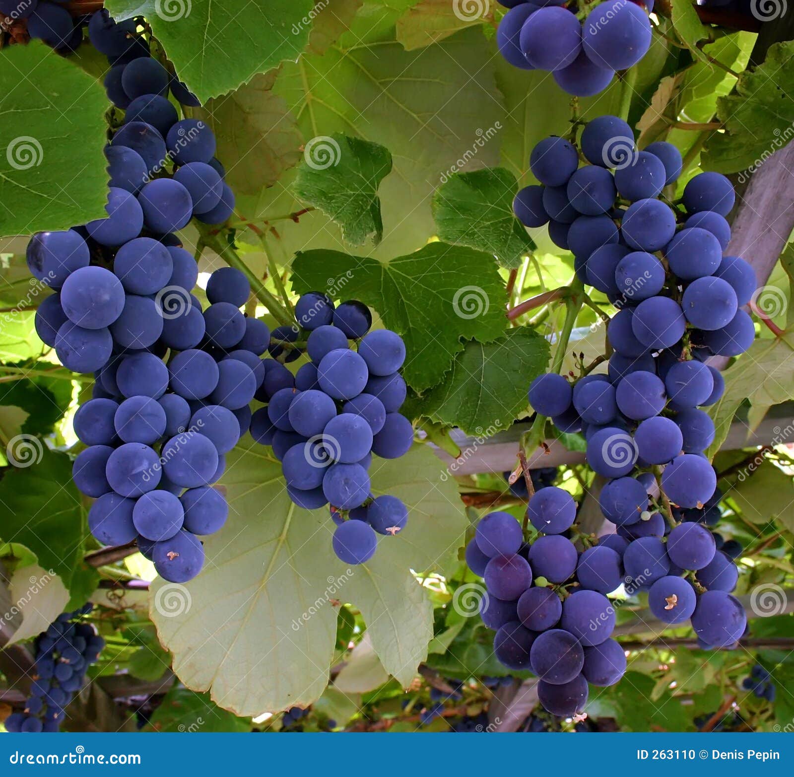 Druiven Die Van Een Wijnstok Hangen Stock Foto - Image of wijnstok ...