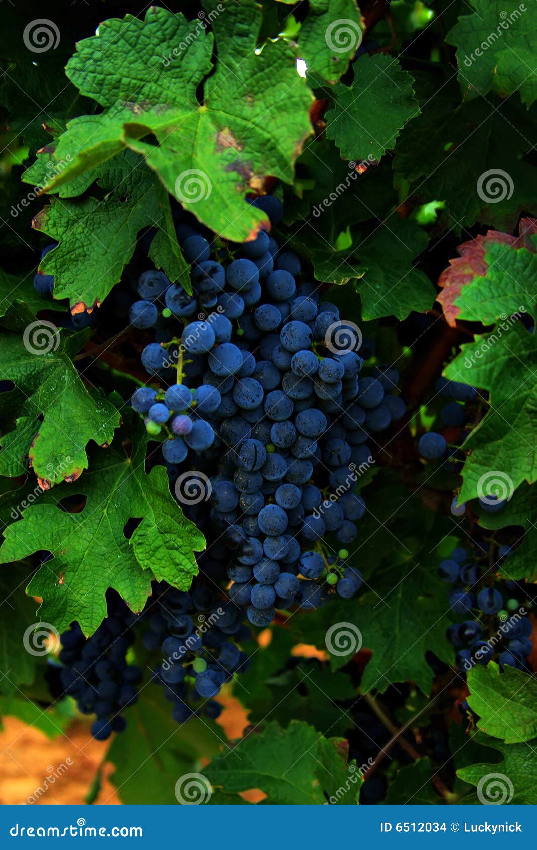 Druiven Die Van Een Wijnstok Hangen Stock Foto - Image of voedsel ...