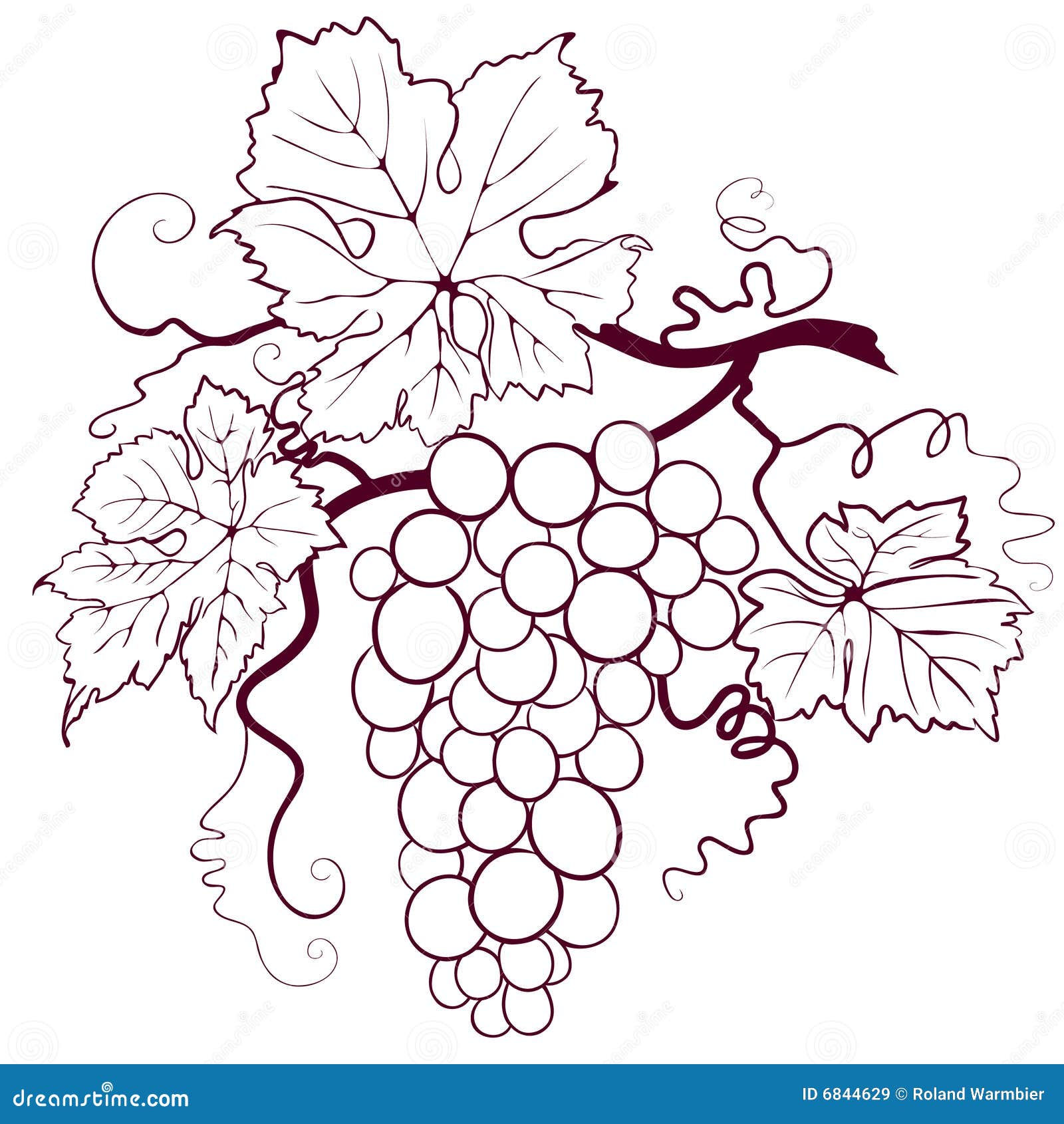 Druiven met Bladeren vector illustratie. Illustration of illustratie ...