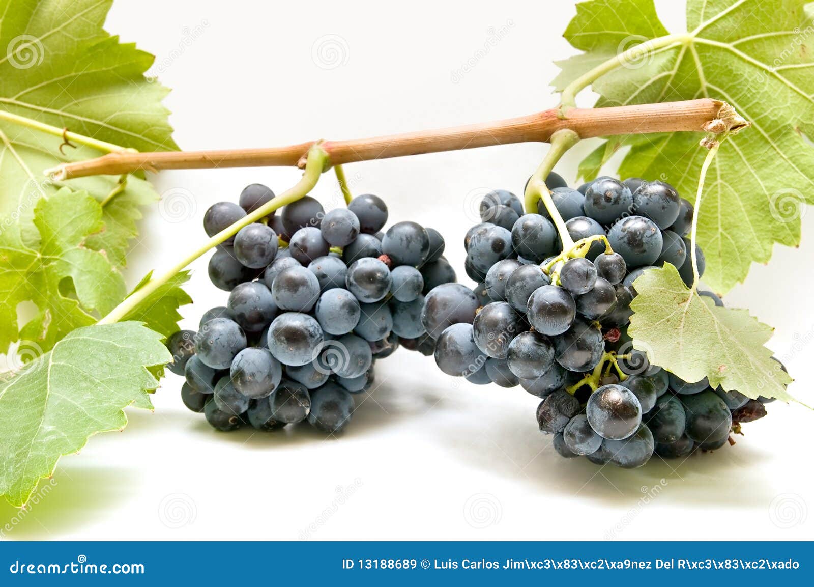 Druiven op de wijnstok stock afbeelding. Image of landbouw - 13188689